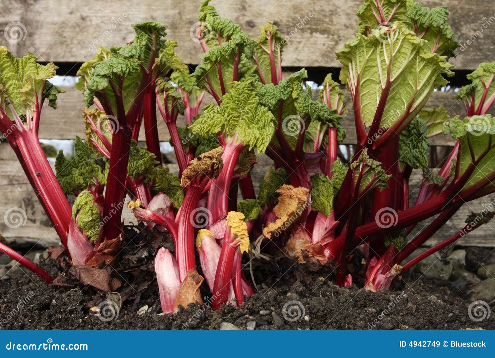 Rhubarb plant stock image. Image of garden, plant, shoots - 4942749