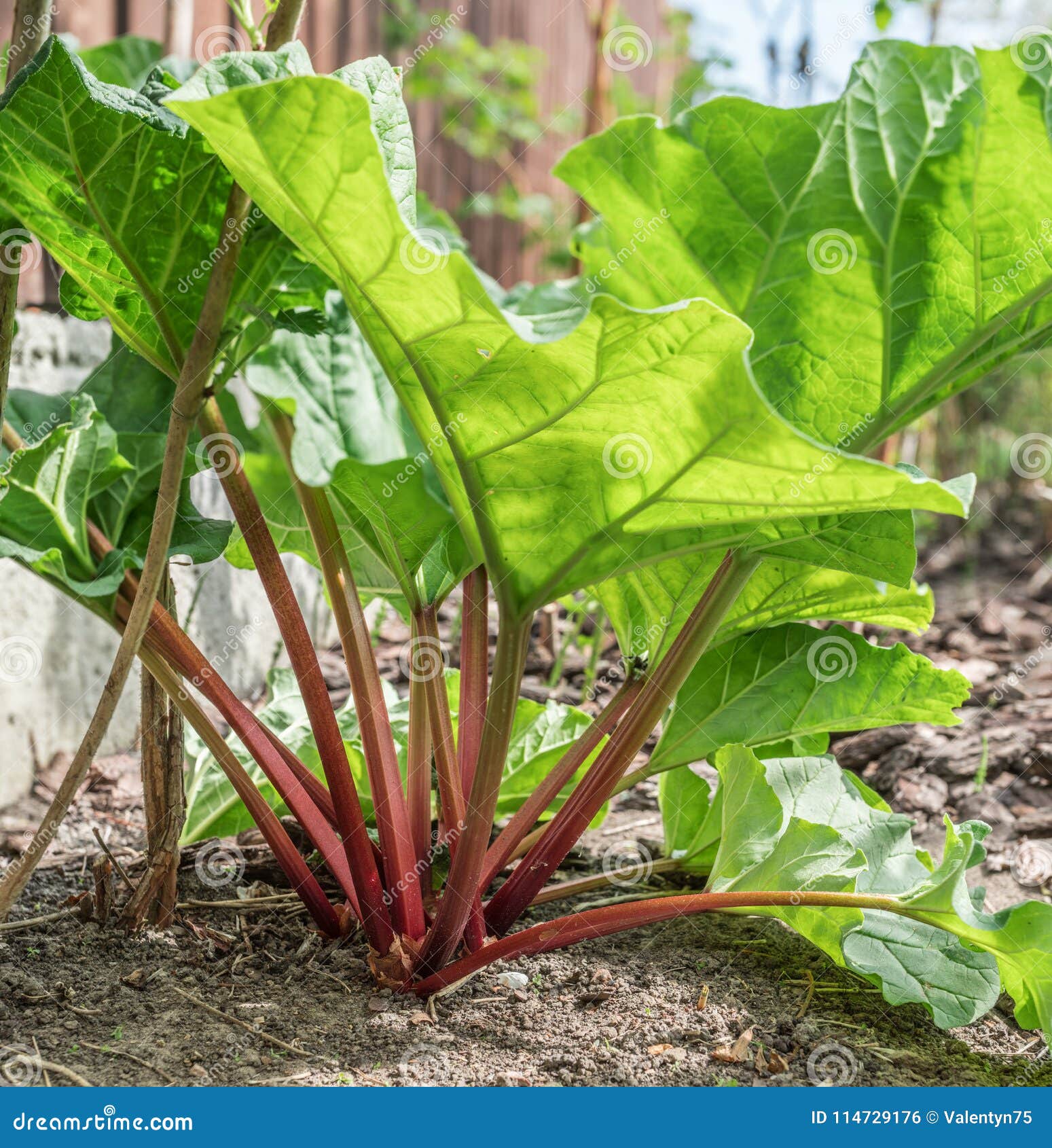 Rhubarb Plant. Flowering Rheum Rhabarbarum In A Vegetable Garden ...