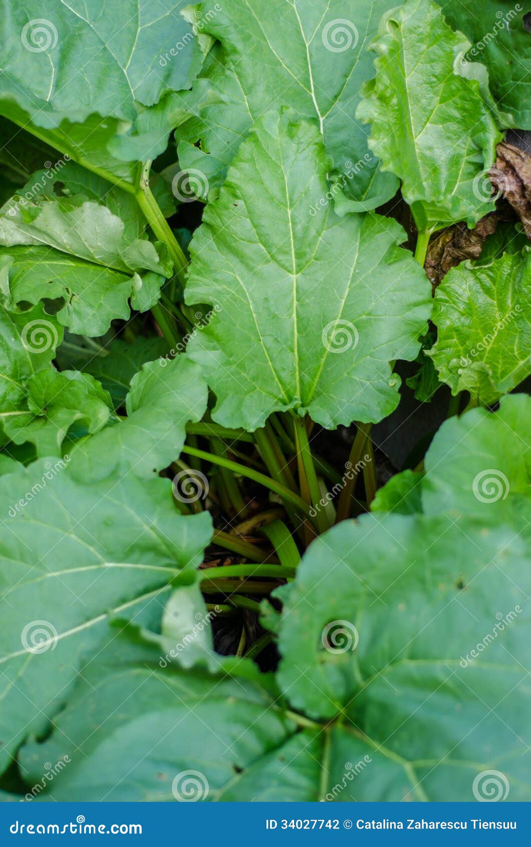 Rhubarb Plant in the Garden Stock Photo - Image of horticulture, rheum ...