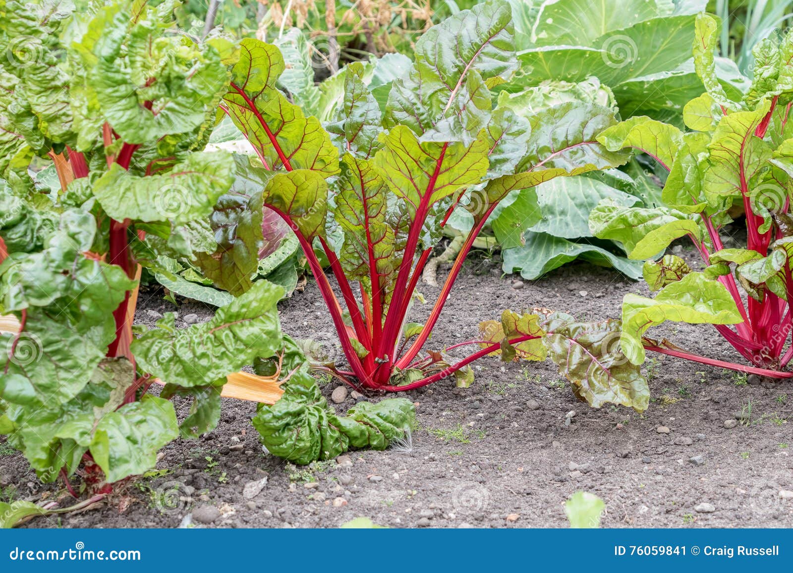 Rhubarb plant stock image. Image of vegetarian, stem - 76059841