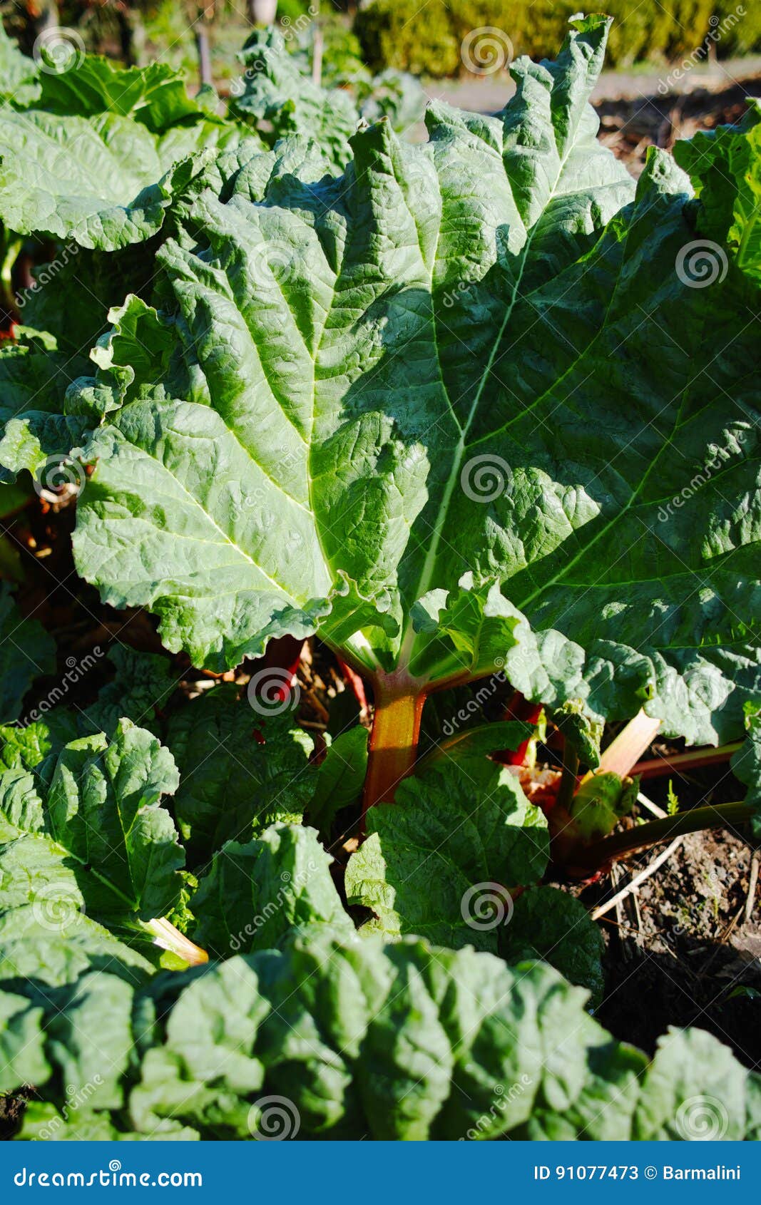 Rhubarb Plant Growing in the Ground Stock Image - Image of rhubarb ...