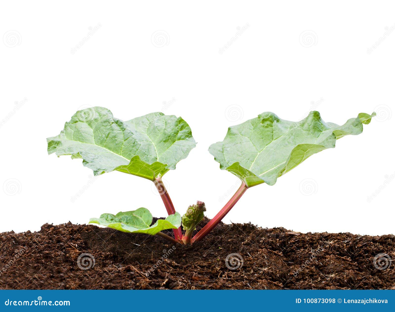 Rhubarb Plant Isolated on White Stock Photo - Image of ground, outdoors ...