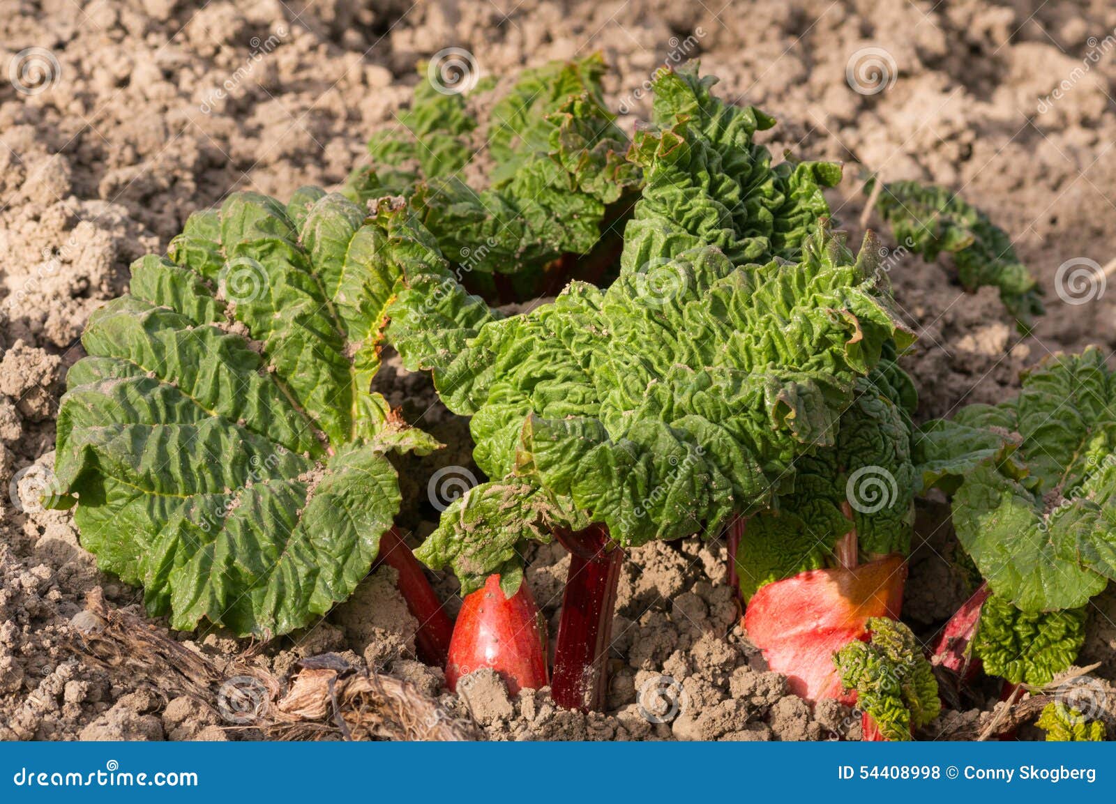 Rhubarb stalks stock photo. Image of food, earth, vegetable - 54408998