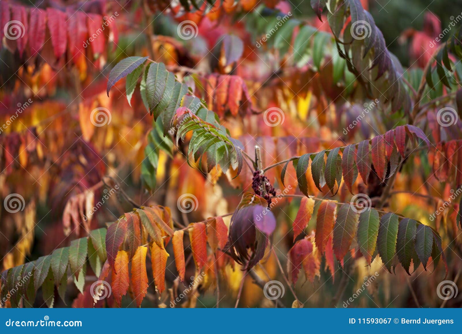 Rhus imagen de archivo. Imagen de escena, color, hermoso - 11593067