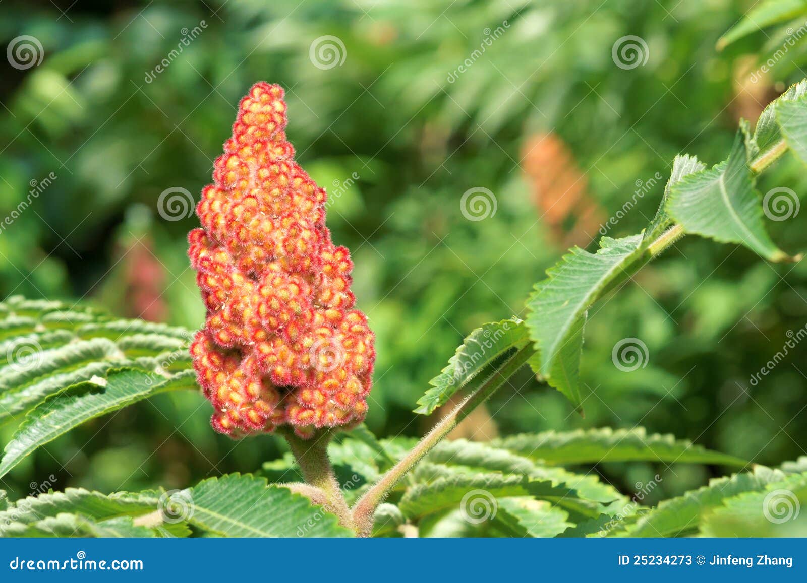 Rhus fruit stock image. Image of plant, nature, leaf - 25234273