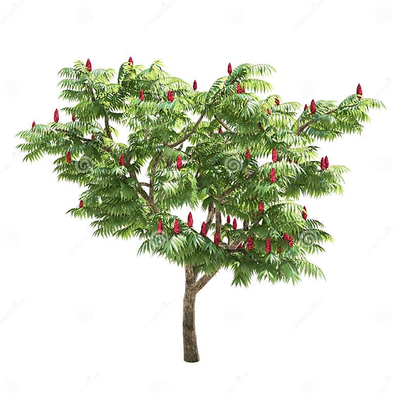 Rhus Tree Isolated stock illustration. Illustration of nature - 34045622