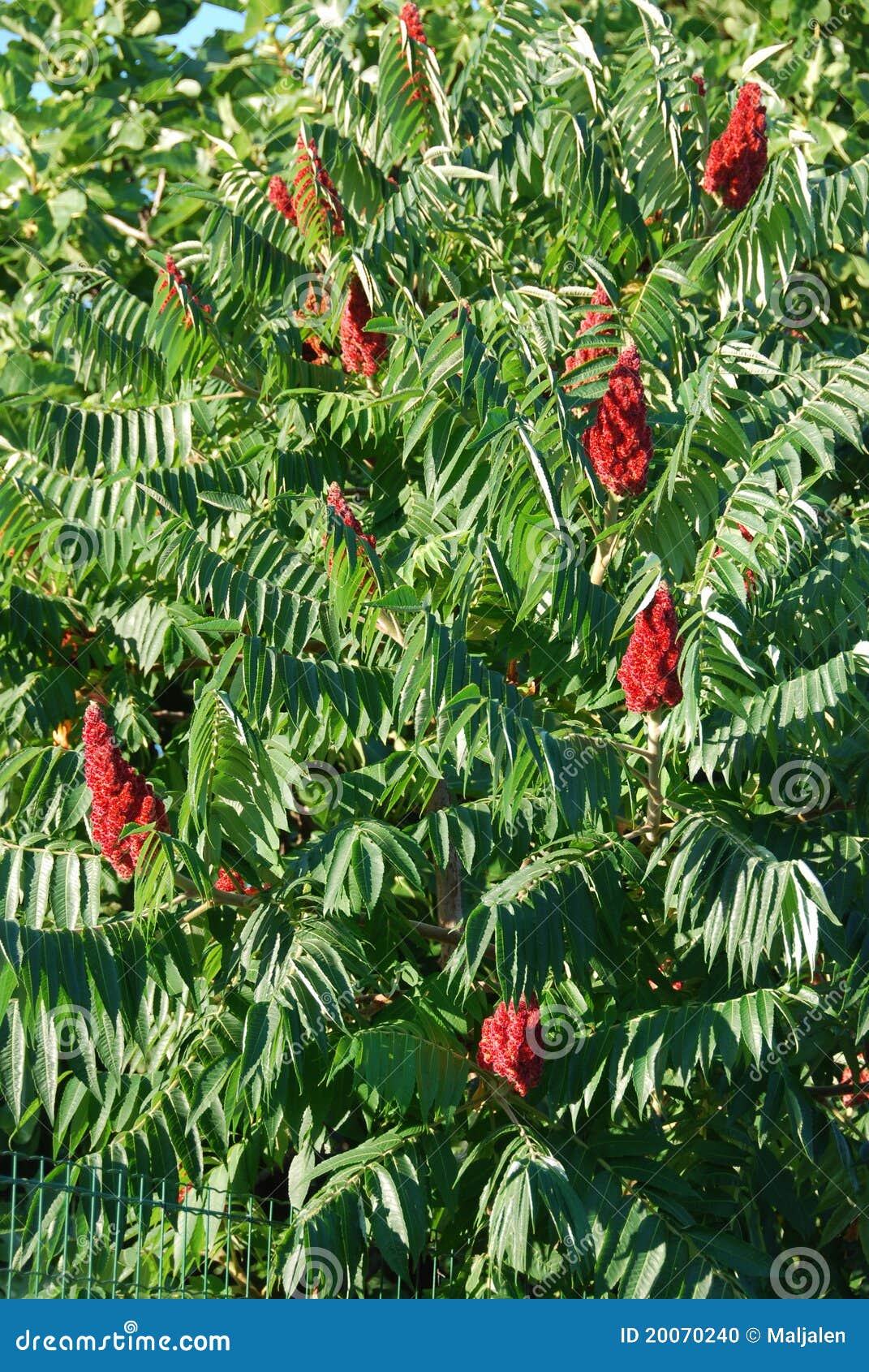 Rhus Typhina `Dissecta` Cut-Leaf Staghorn Sumac Stock Image ...