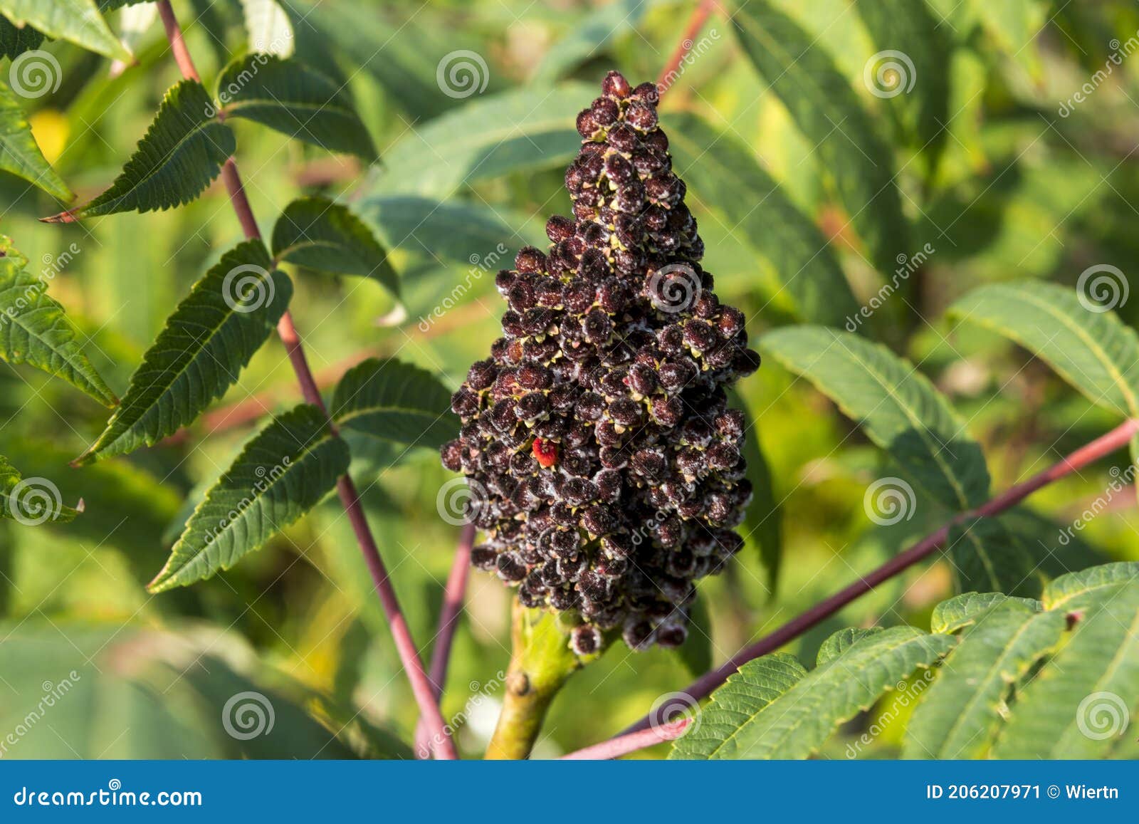 Rhus Typhina or Staghorn Sumac Stock Image - Image of shrub, typhina ...