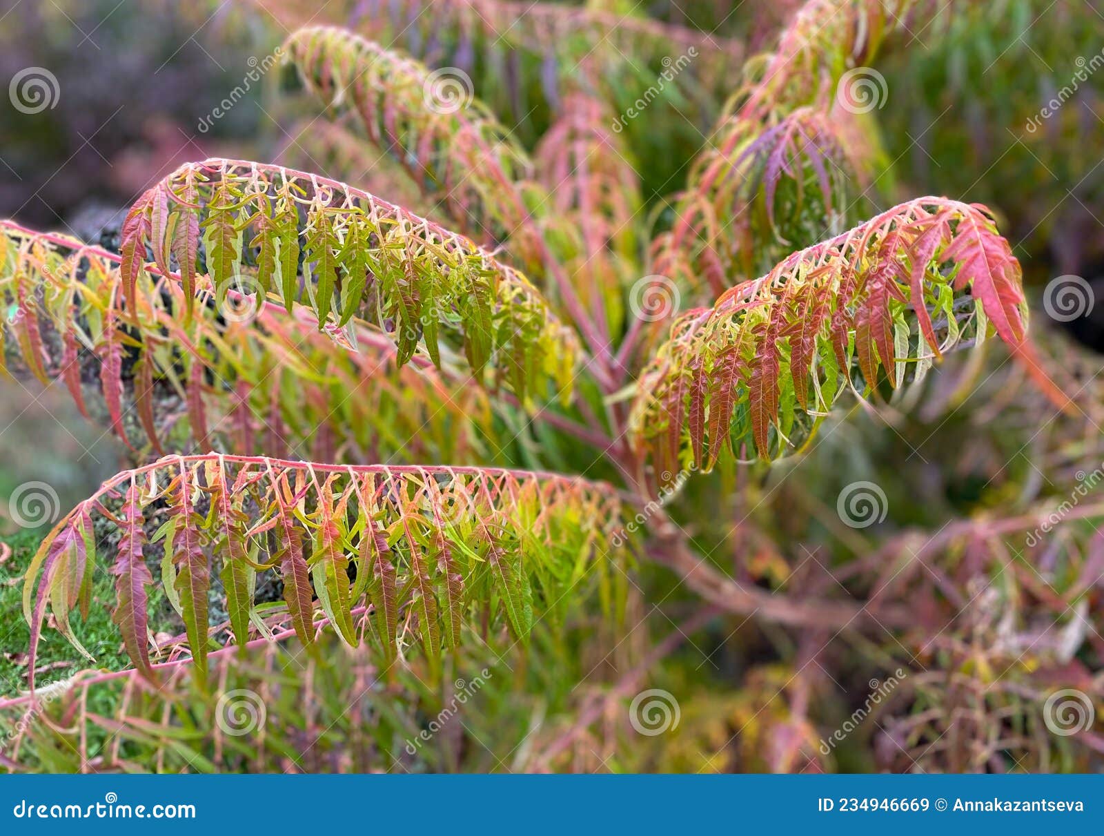 Rhus Typhina Dissecta Cutleaf Staghorn Sumac Imagen de archivo - Imagen ...