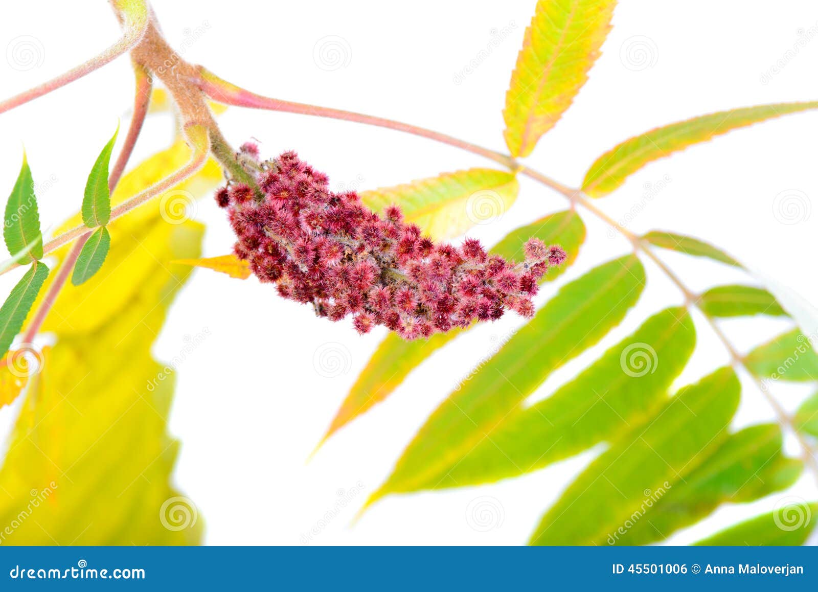 Rhus Typhina, Red Blossom Of Sumac Tree. Dense Vegetation Of The Plant ...