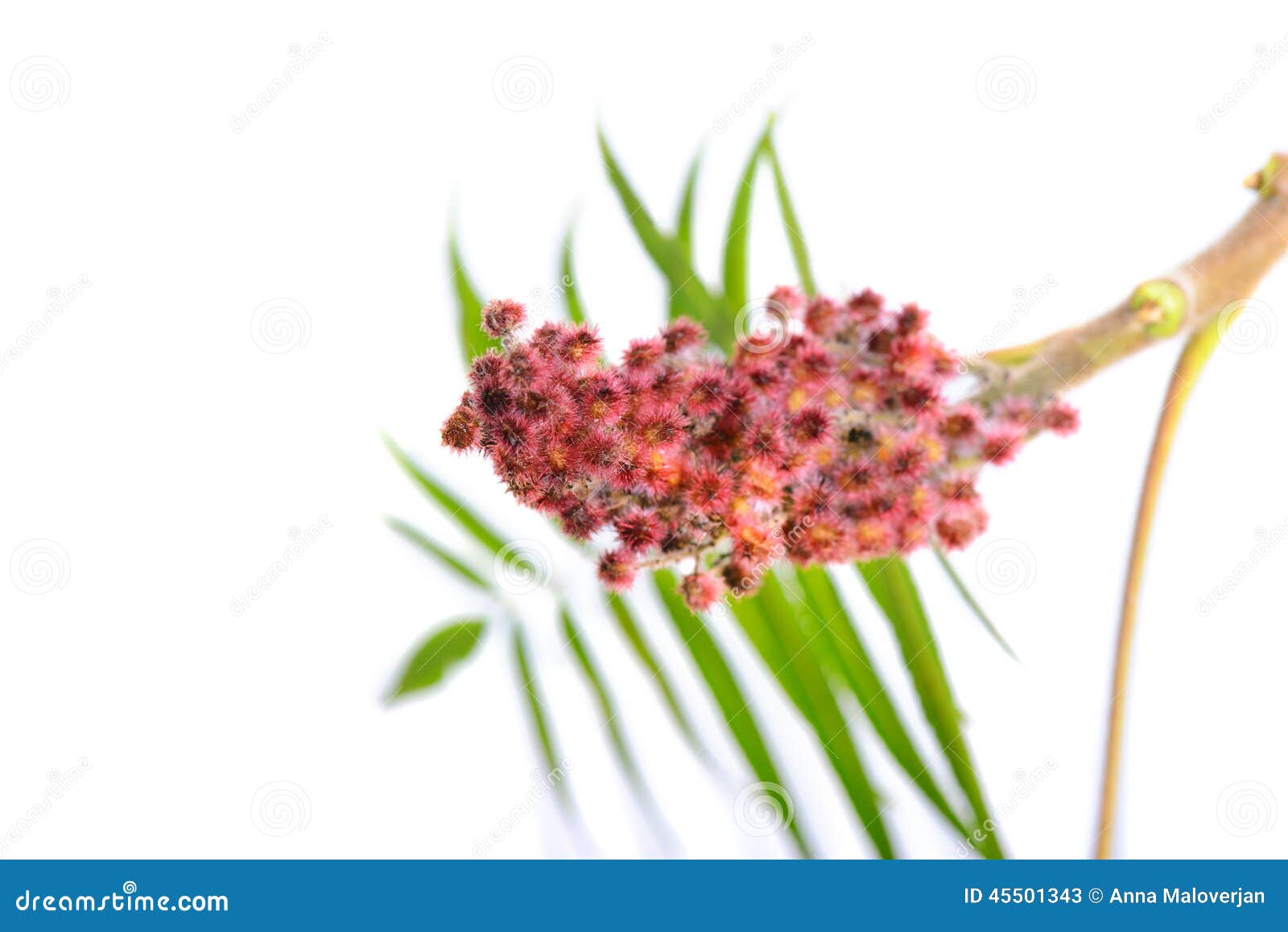 Rhus Typhina Flower with Leaves Stock Image - Image of single, flower ...