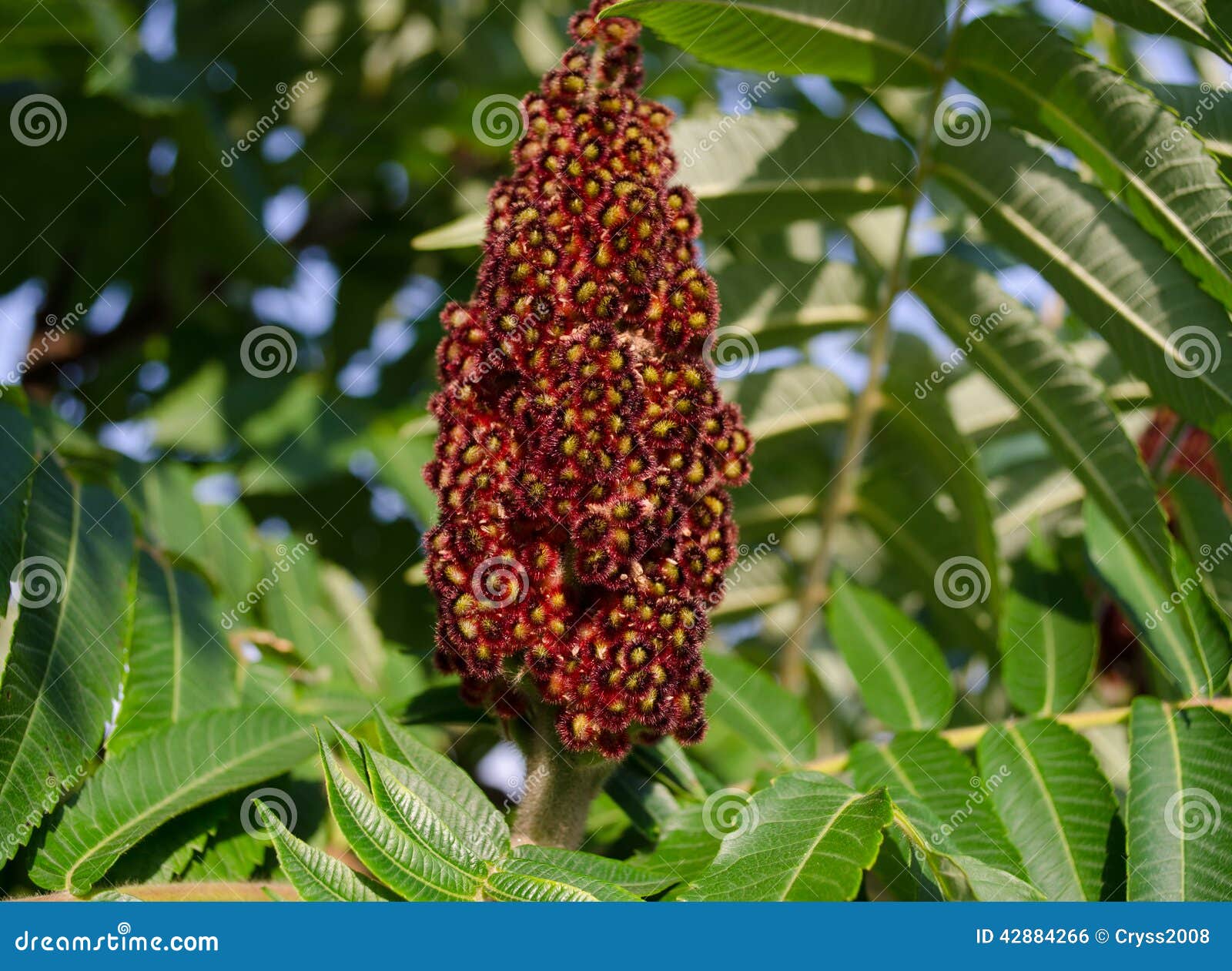 Rhus Typhina Tiger Eyes Fruit Stock Photo - Image of plants, typhina ...