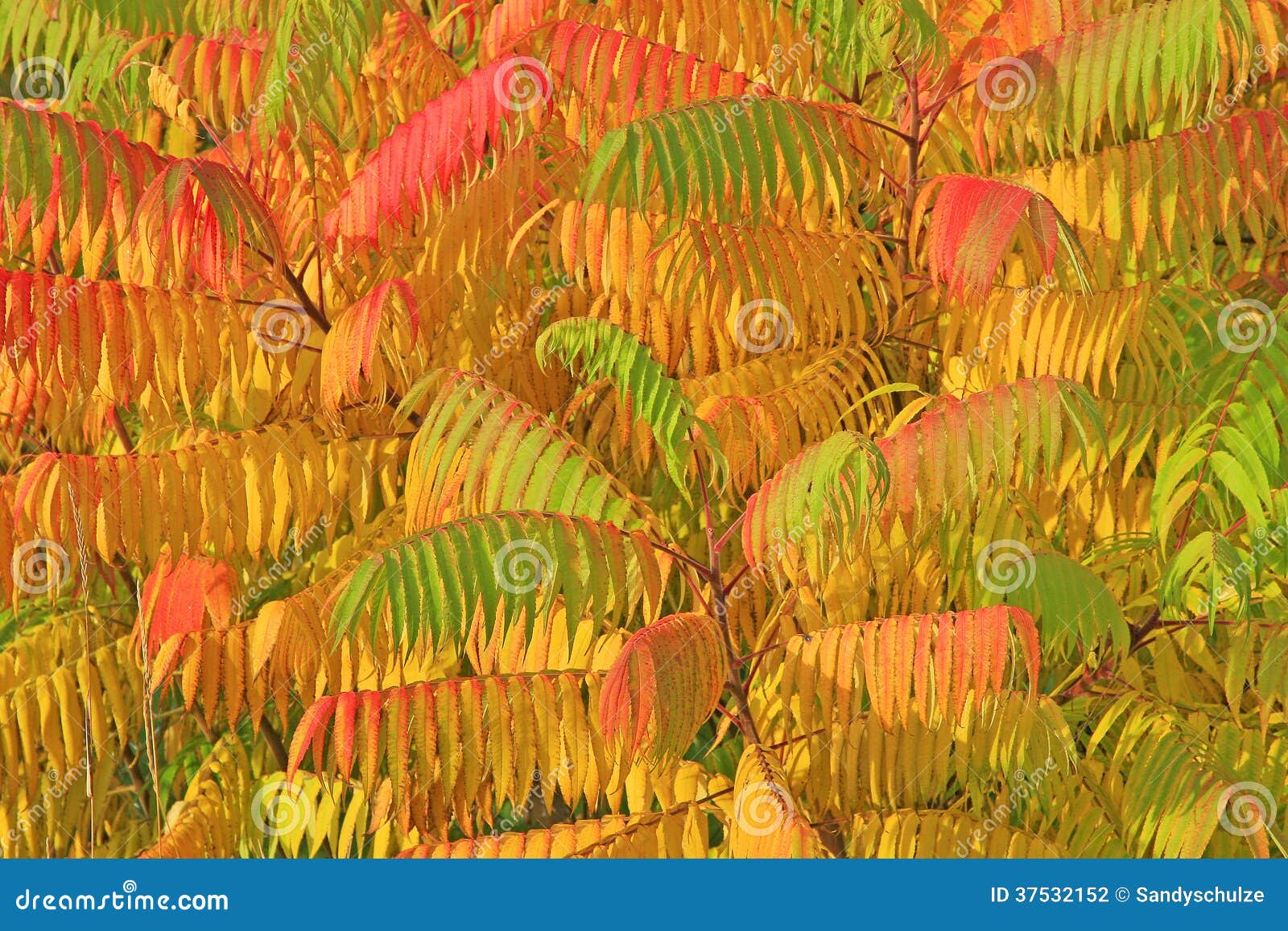 Rhus Typhina Tiger Eyes Staghorn Sumac Ornamental Fruiting Cluster In ...