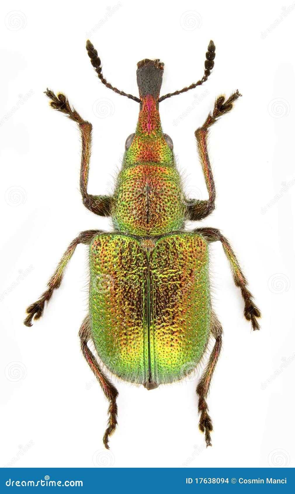 Rhynchites Stock Photos - Free & Royalty-Free Stock Photos from Dreamstime