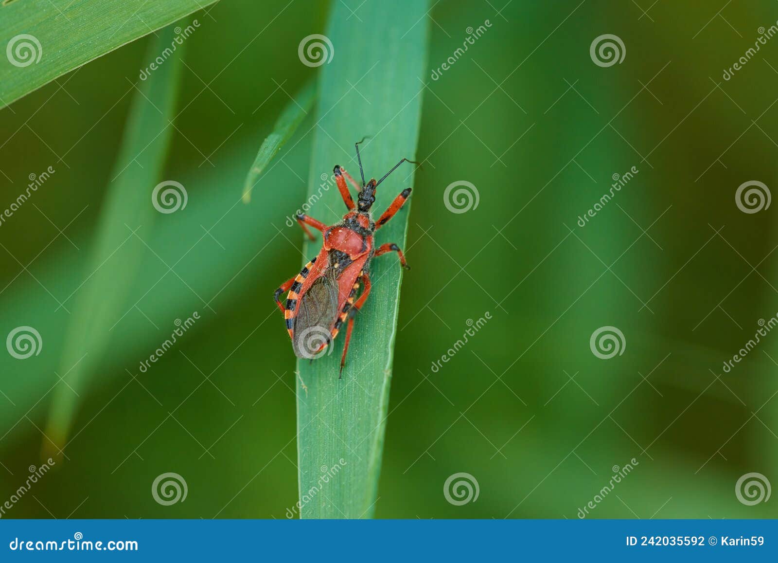 Rhynocoris Iracundus is an Assassin and Thread-legged Bug Stock Photo ...