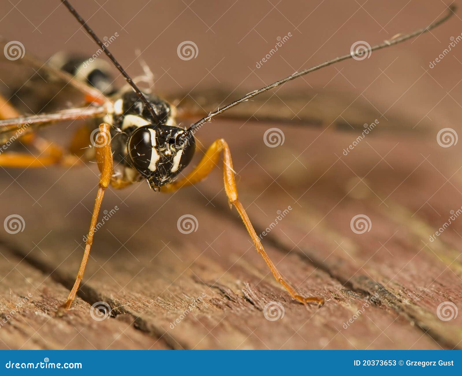 Rhyssa persuasoria stock image. Image of bright, fauna - 20373653