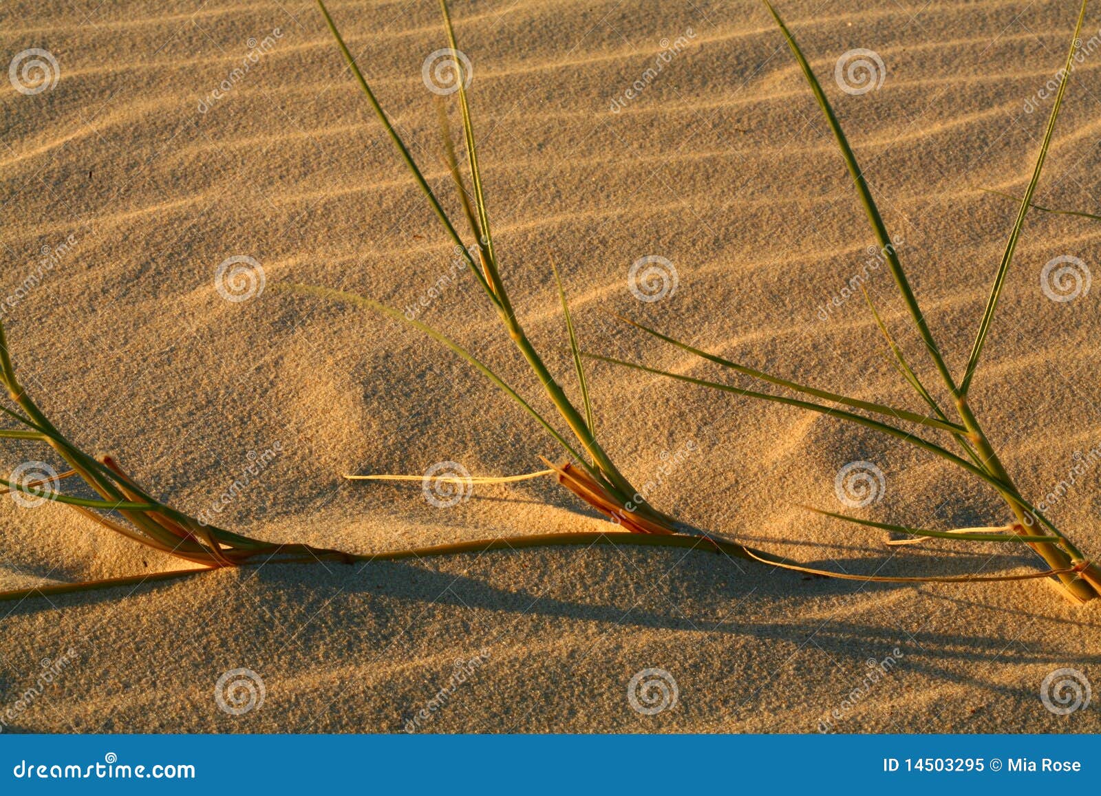Rhythm stock image. Image of details, grass, nature, seascape - 14503295