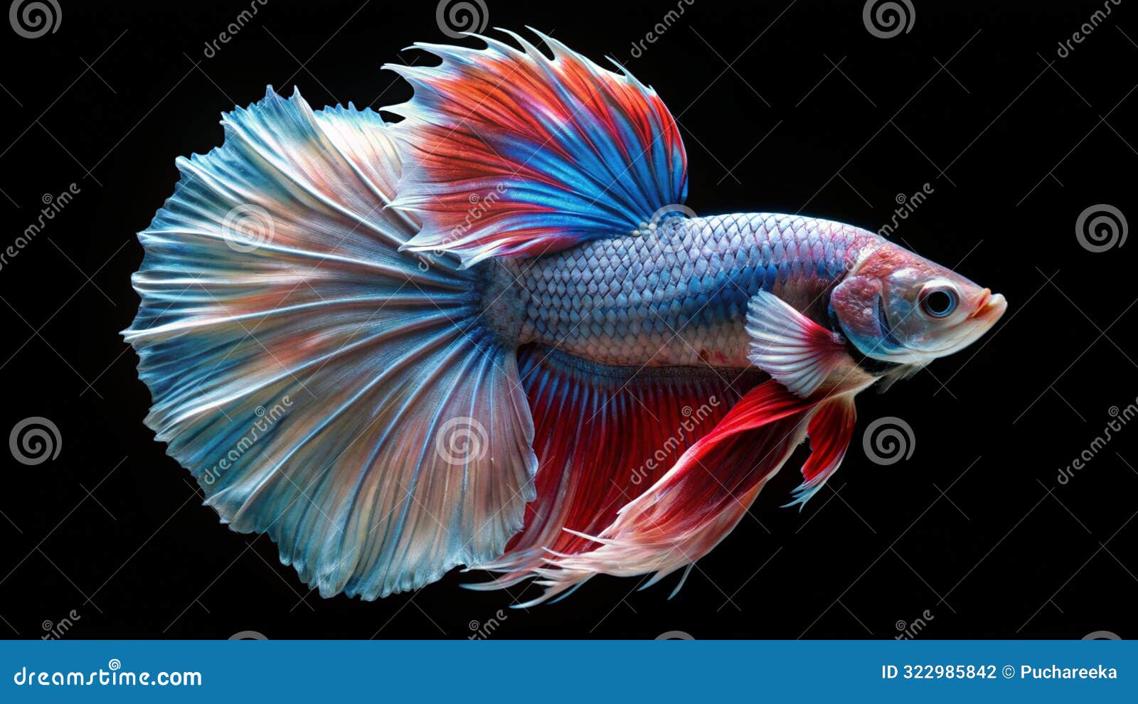 Rhythmic Movement of Dumbo Ear Half Moon Long Tail Betta Siamese ...