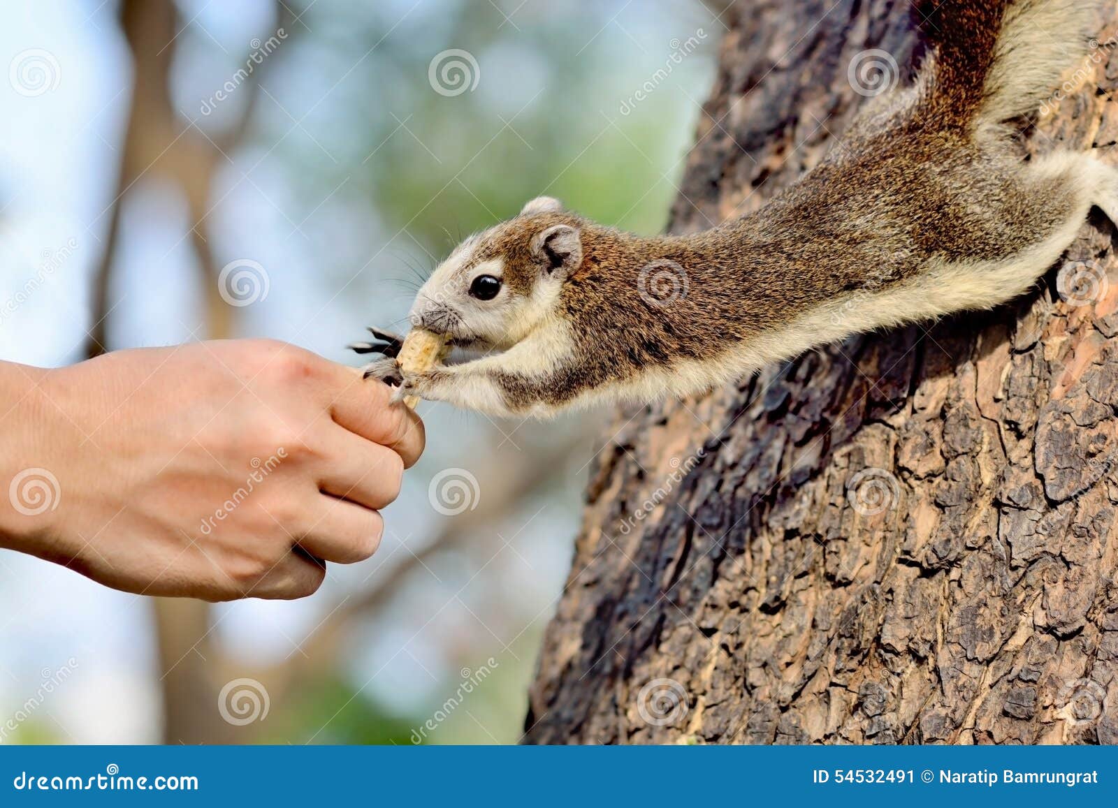Rhythmic Movement of the Squirrels Stock Image - Image of closeup, cute ...
