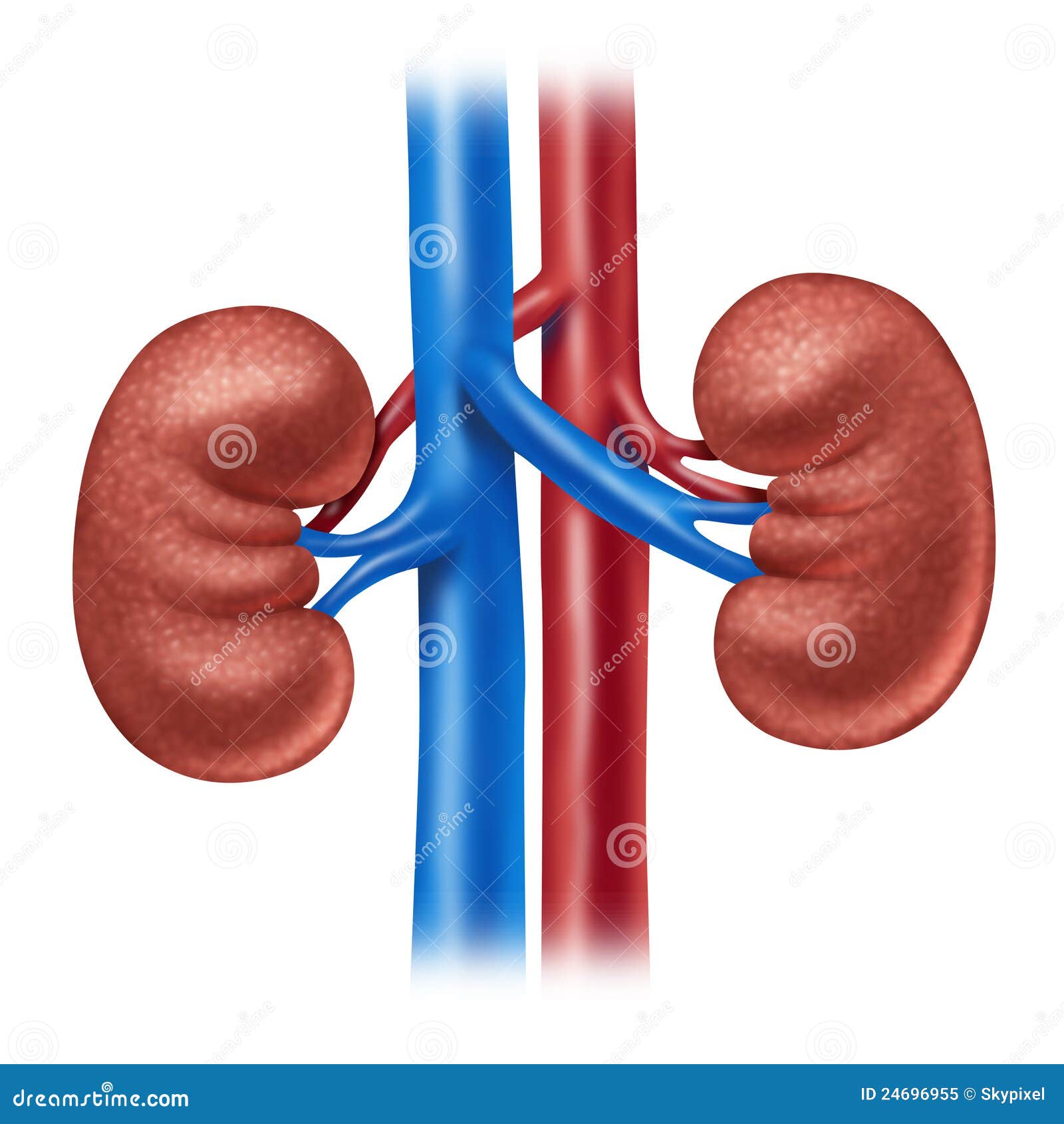 Riñones Humanos Foto de archivo libre de regalías - Imagen: 24696955