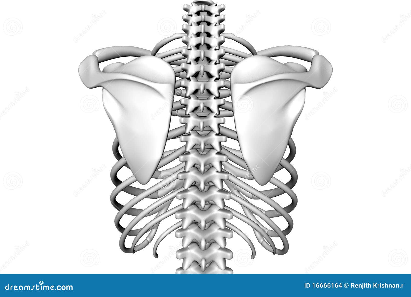 Rib stock illustration. Illustration of shape, biology - 16666164