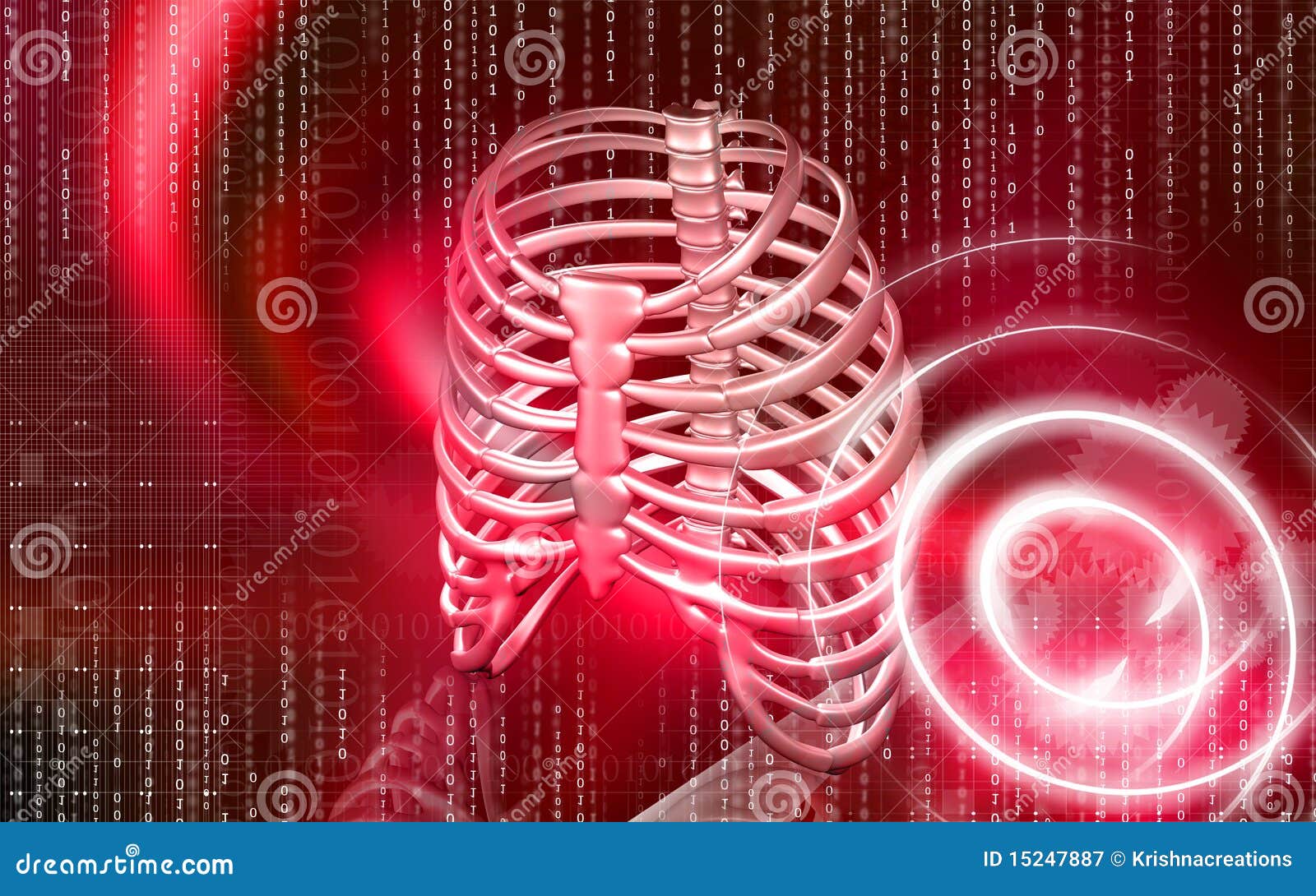 Rib cage stock illustration. Illustration of dimensional - 15247887