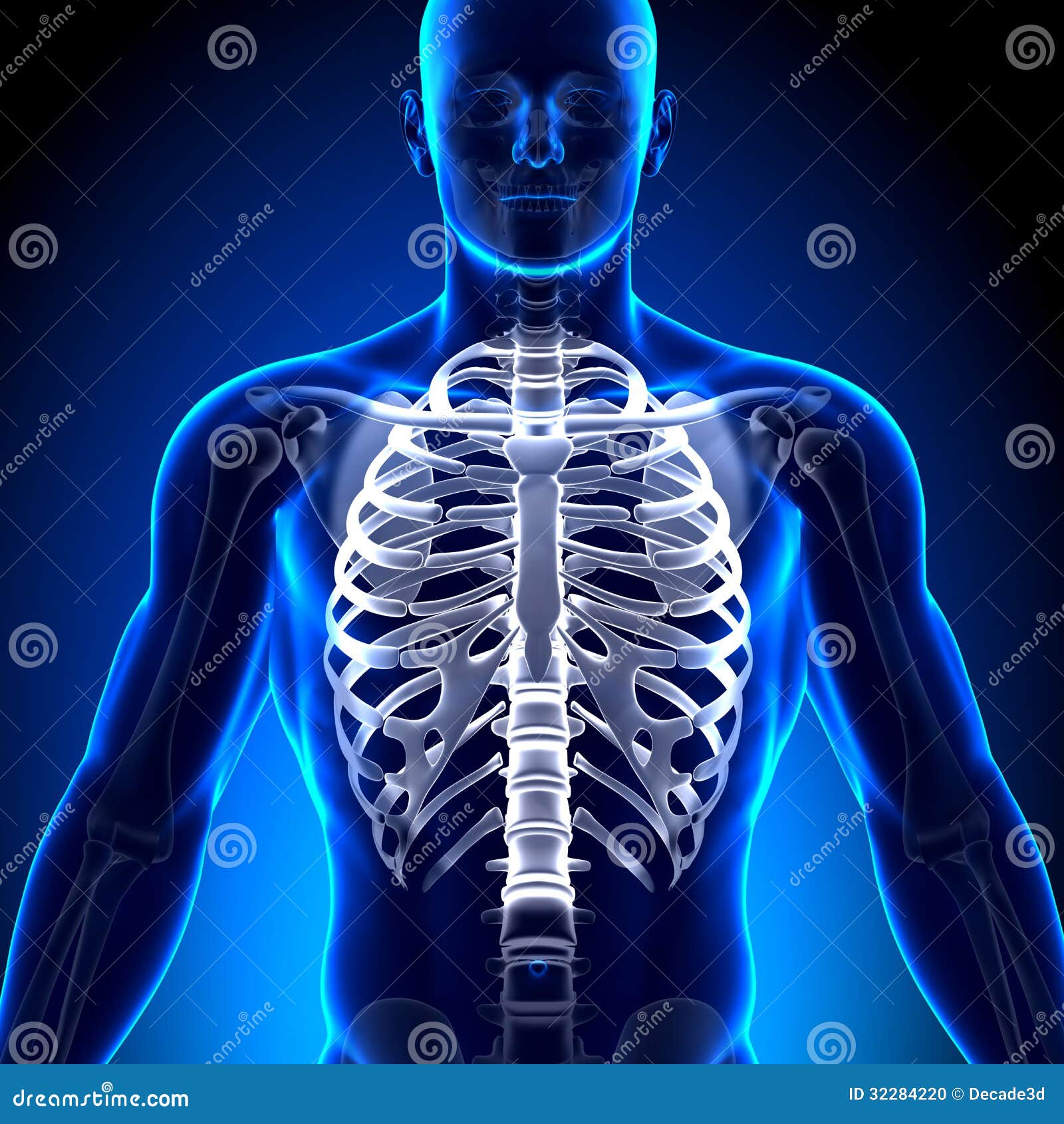 Rib Cage/Borstbeen - Anatomiebeenderen Stock Illustratie - Illustration ...