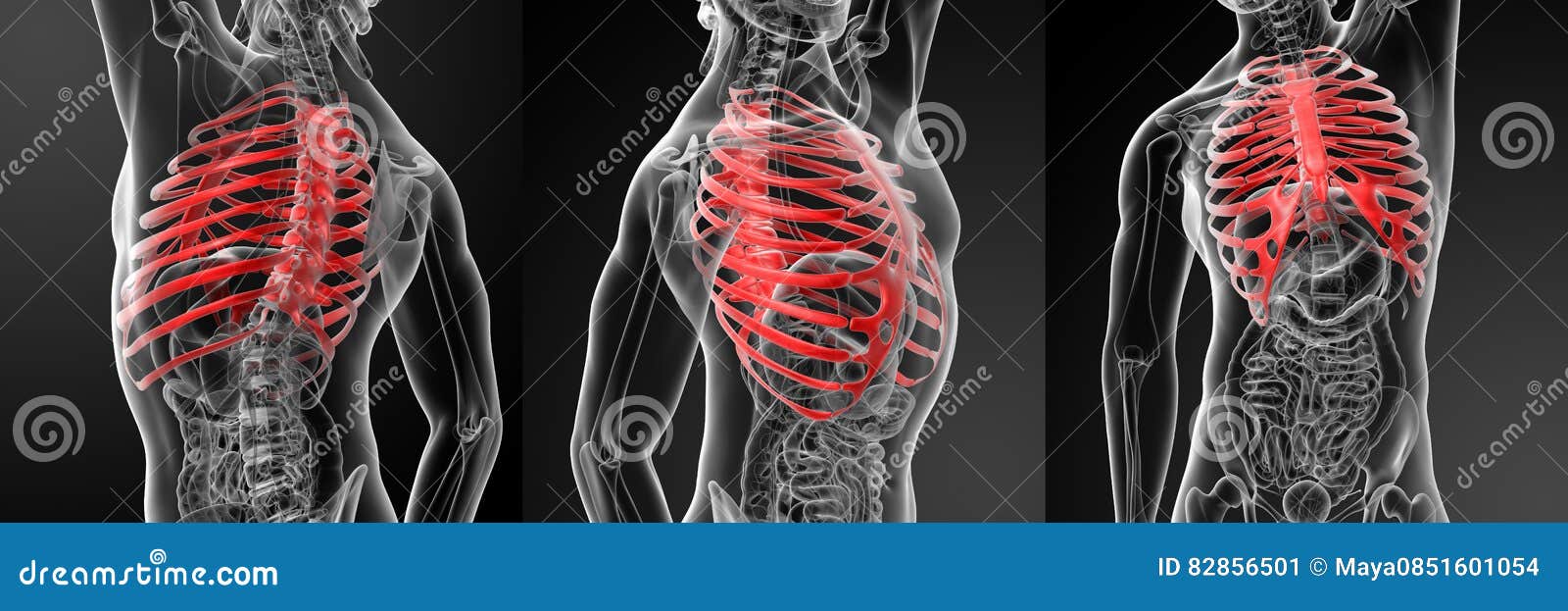 Rib cage stock illustration. Illustration of black, human - 82856501