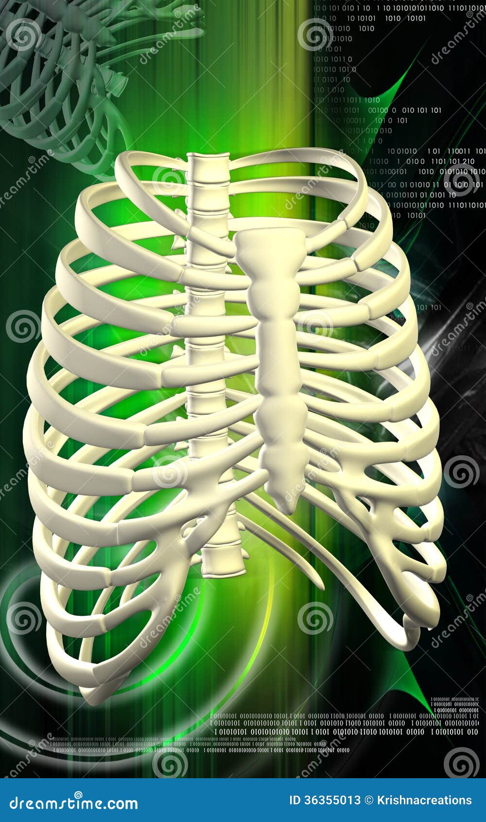 Rib cage stock illustration. Illustration of digital - 36355013