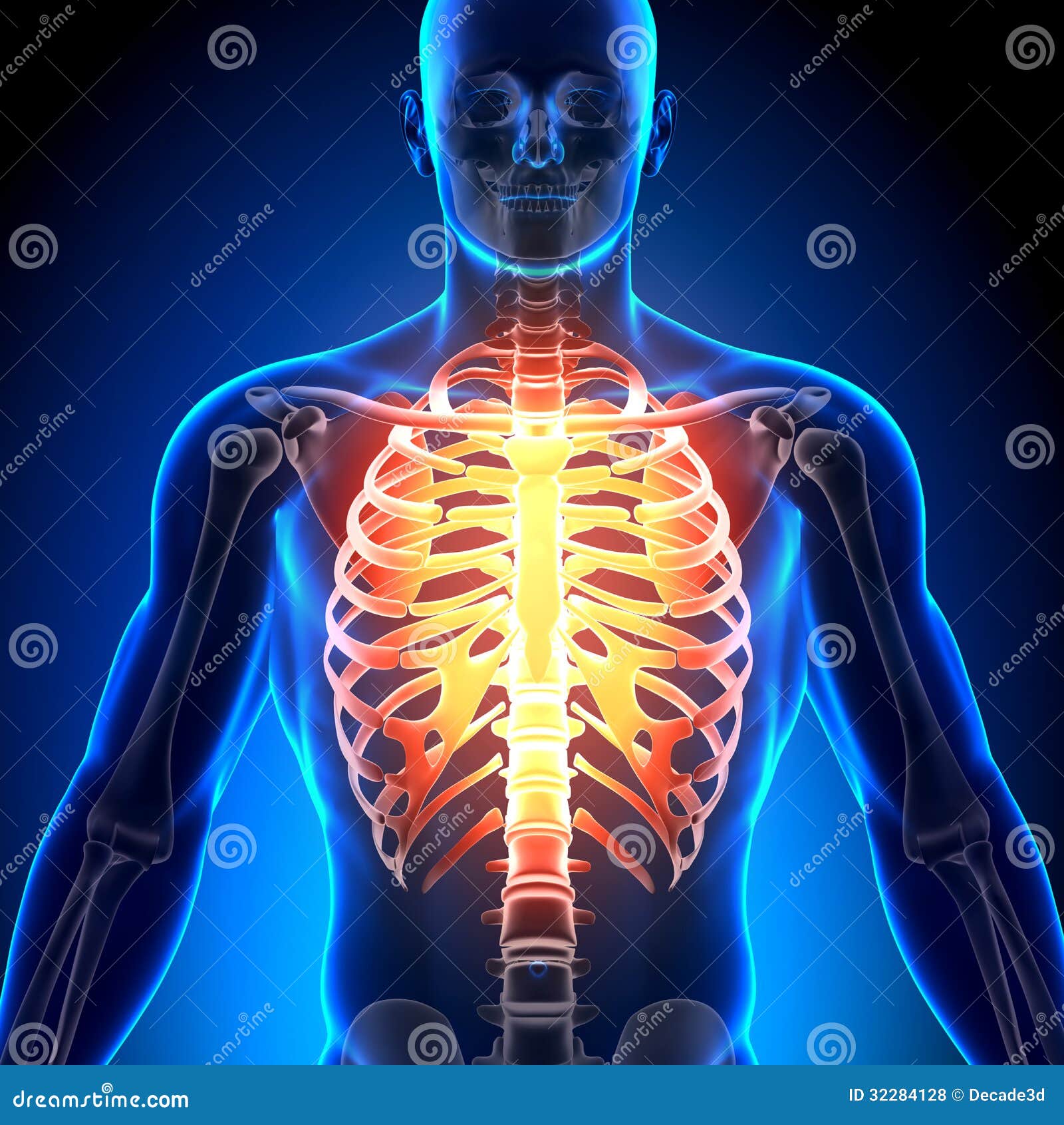 Rib Cage - Huesos De La Anatomía Stock de ilustración - Ilustración de ...