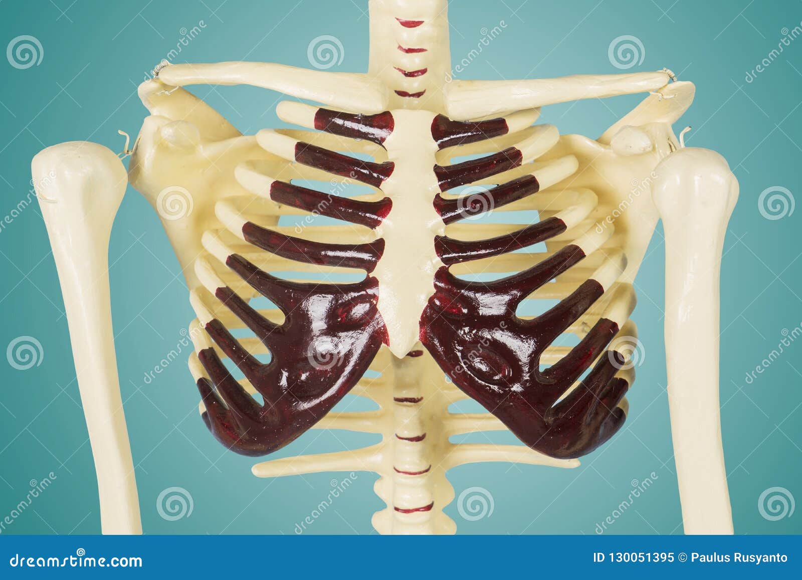 Rib cage of human skeleton stock image. Image of studio - 130051395