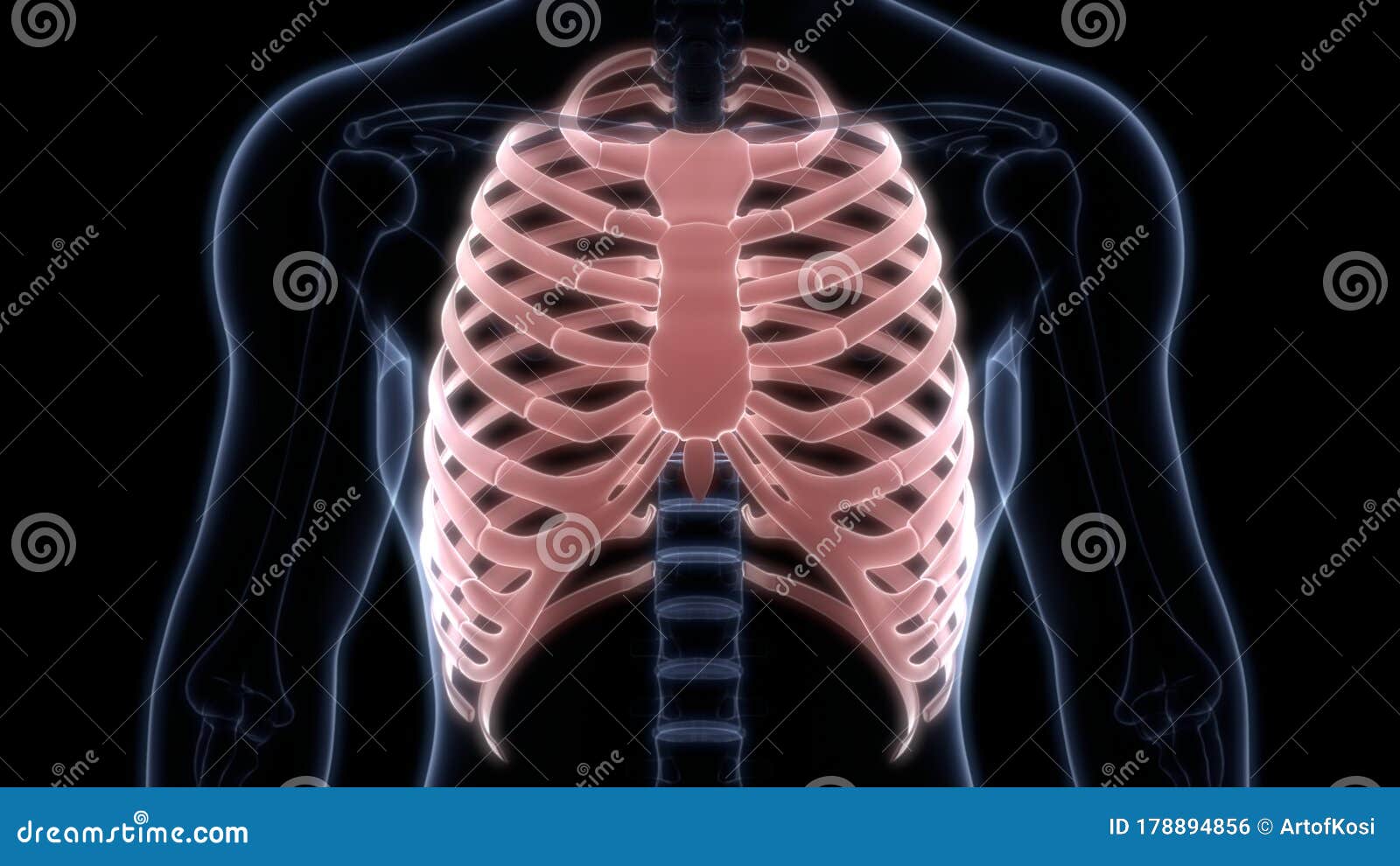 Rib Cage Of Human Skeleton System Anatomy X-ray 3D Rendering Stock ...