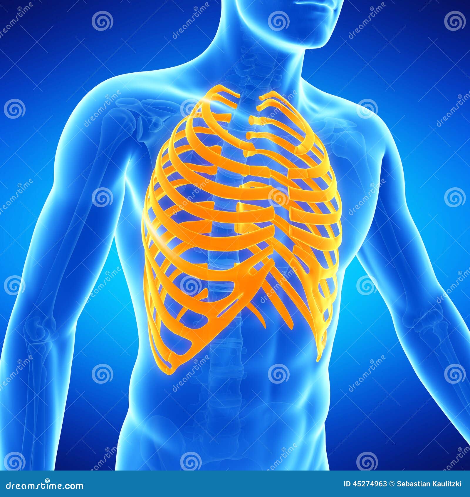 The rib cage stock illustration. Illustration of body - 45274963