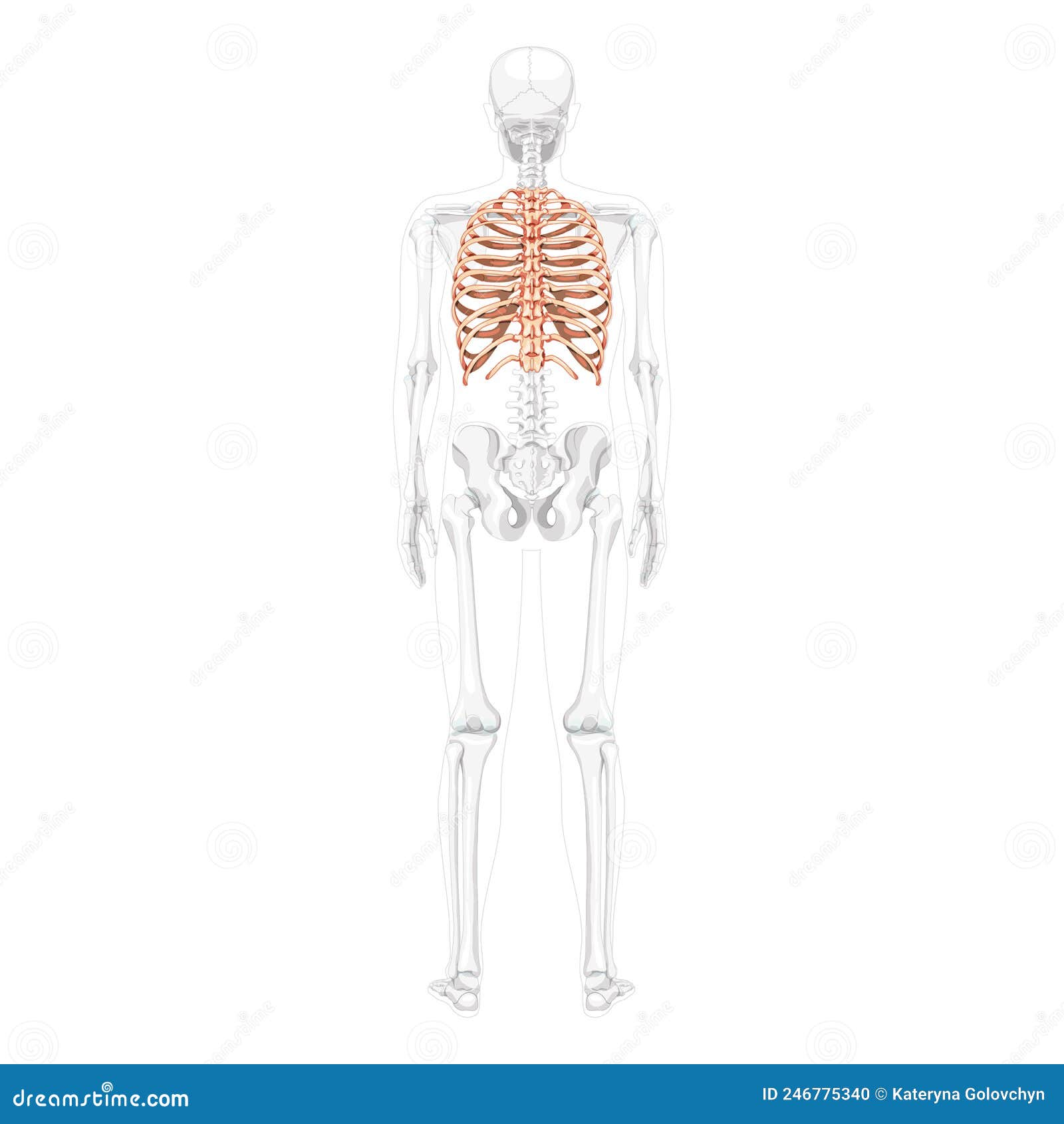 Rib Cage Skeleton Human Back View with Partly Transparent Skeleton ...