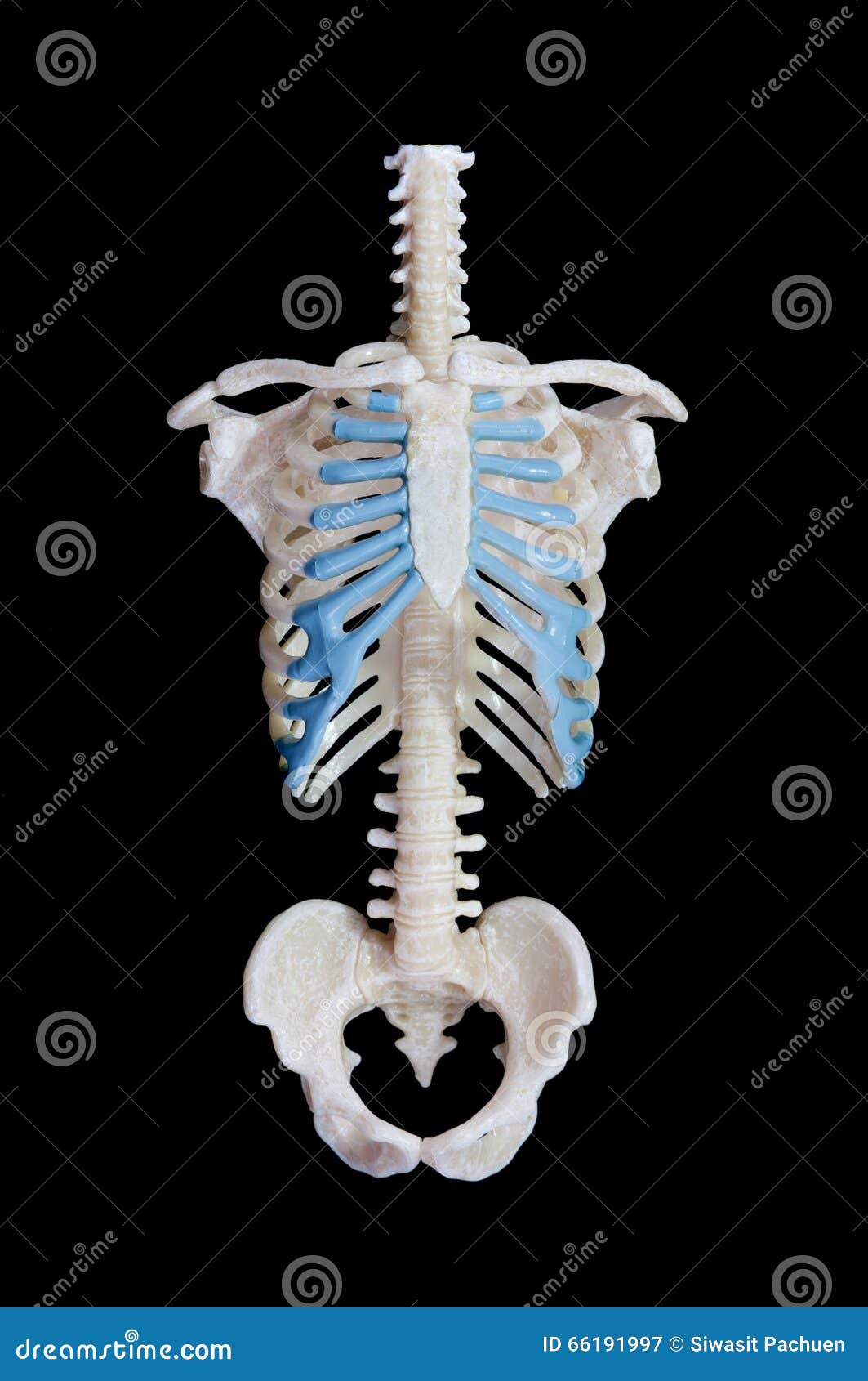 Rib cage of a skeleton. stock image. Image of medical - 66191997