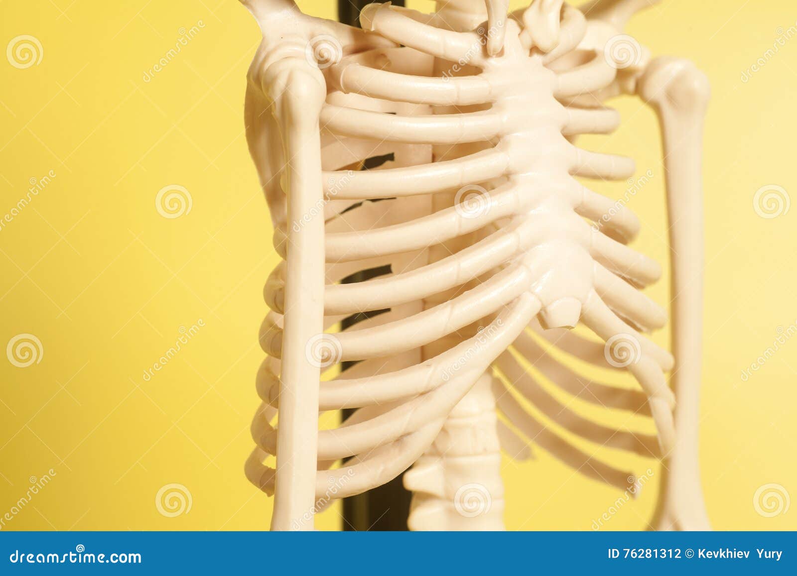 Rib cage of a skeleton stock photo. Image of healthcare - 76281312