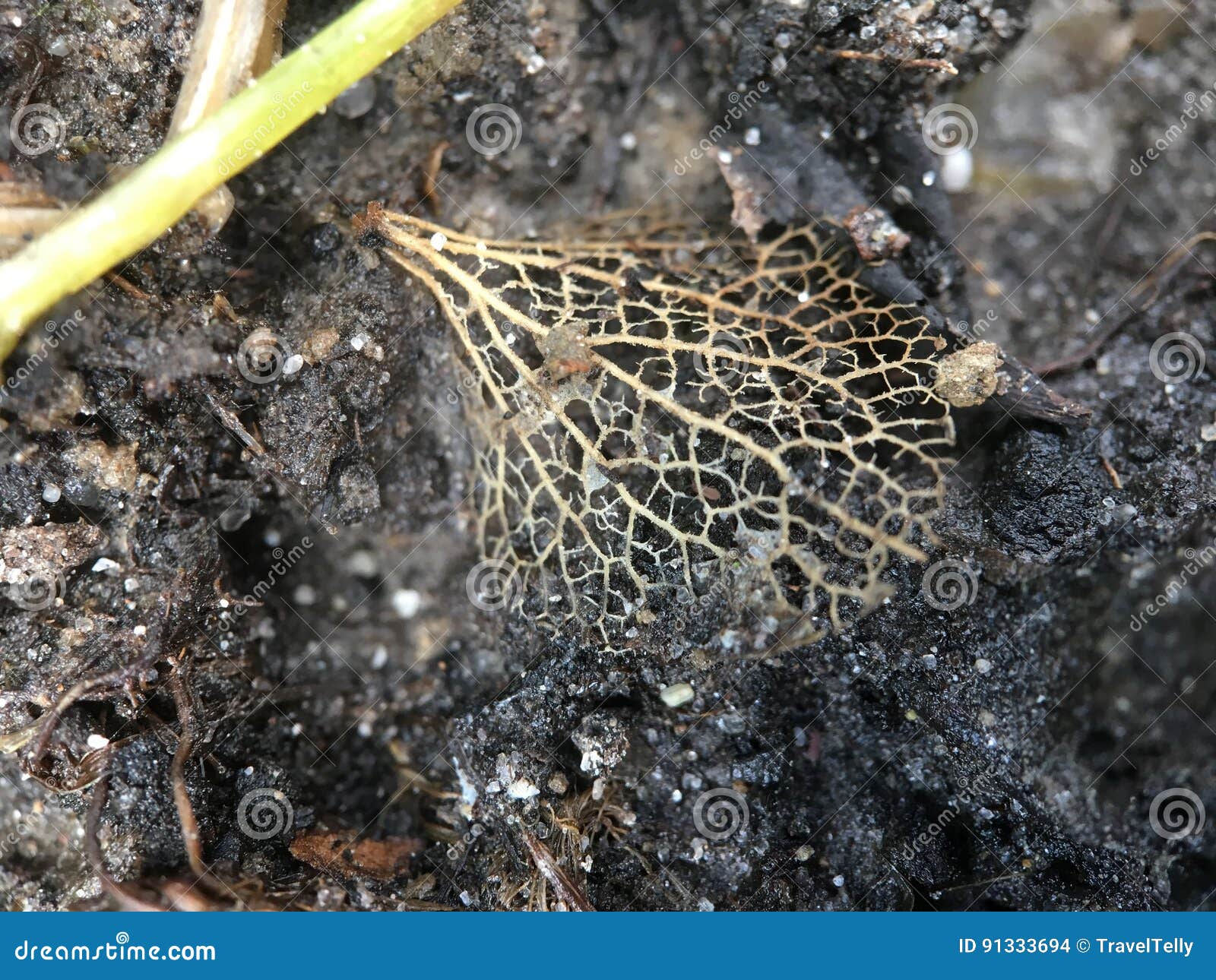 Rib and vein of a leaf stock photo. Image of invertebrate - 91333694