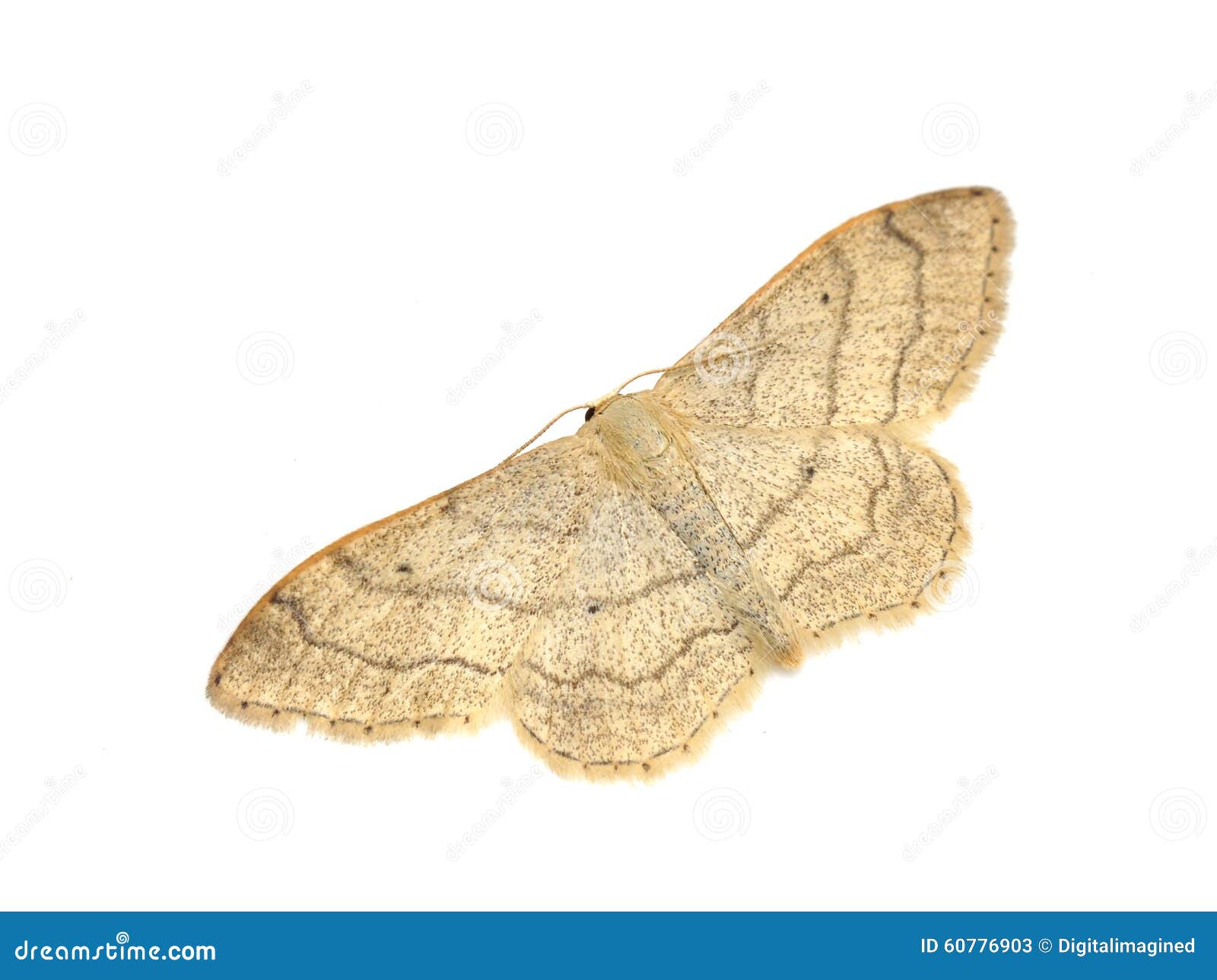 Riband Wave moth stock image. Image of riband, closeup - 60776903