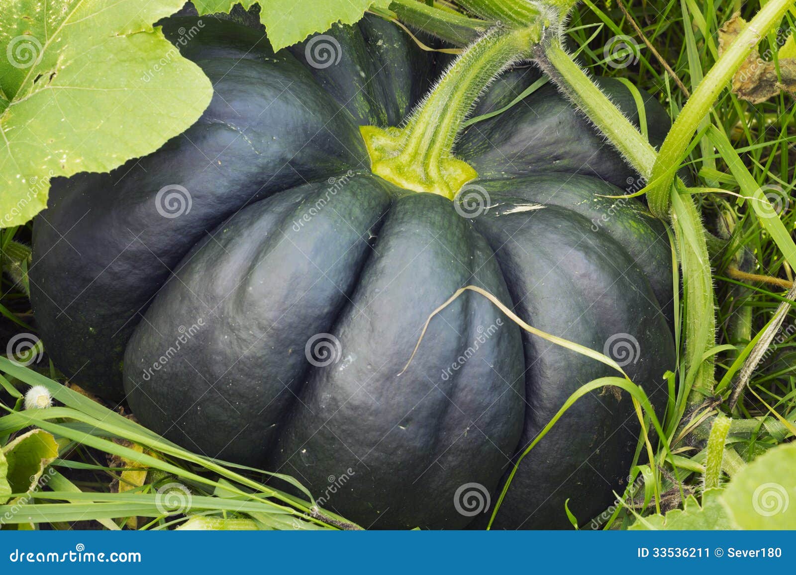 The ribbed gourd stock image. Image of melons, garden - 33536211