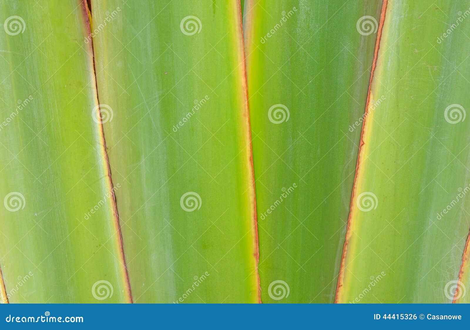 Ribbed Leaf or Scientific Name is Travellers Palm Stock Photo - Image ...