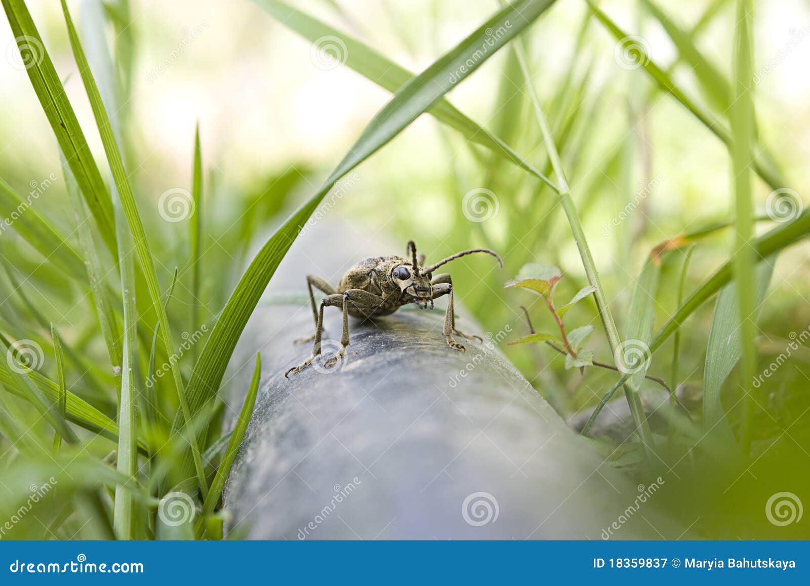 Ribbed Pine Borer (Rhagium Inquisitor) Stock Image - Image of close ...