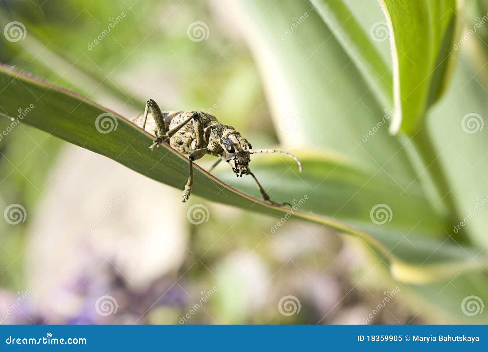 Ribbed Pine Borer (Rhagium Inquisitor) Stock Image - Image of mage ...