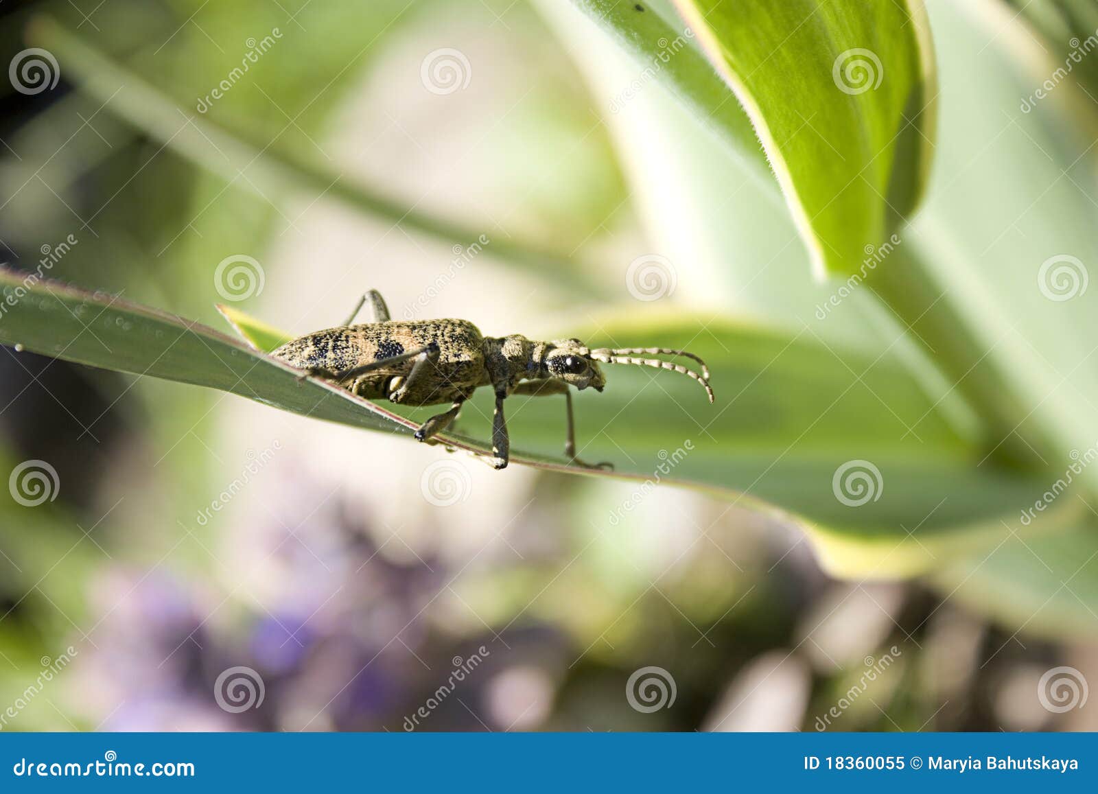Ribbed Pine Borer (Rhagium Inquisitor) Stock Image - Image of ...
