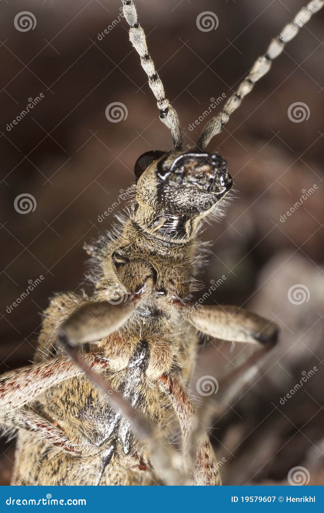 Ribbed Pine Borer (Rhagium Inquisitor) Stock Image - Image of closeup ...