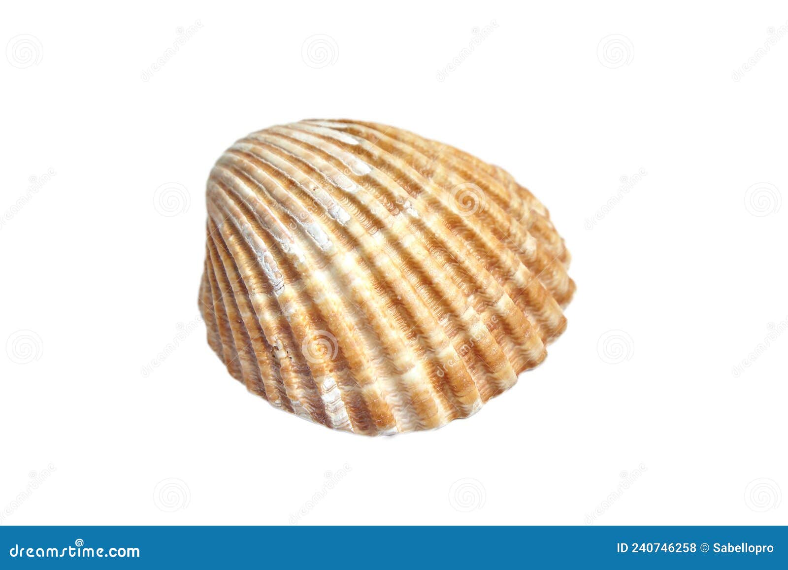 Ribbed Scallop Shell Isolated on White Background Stock Photo - Image ...