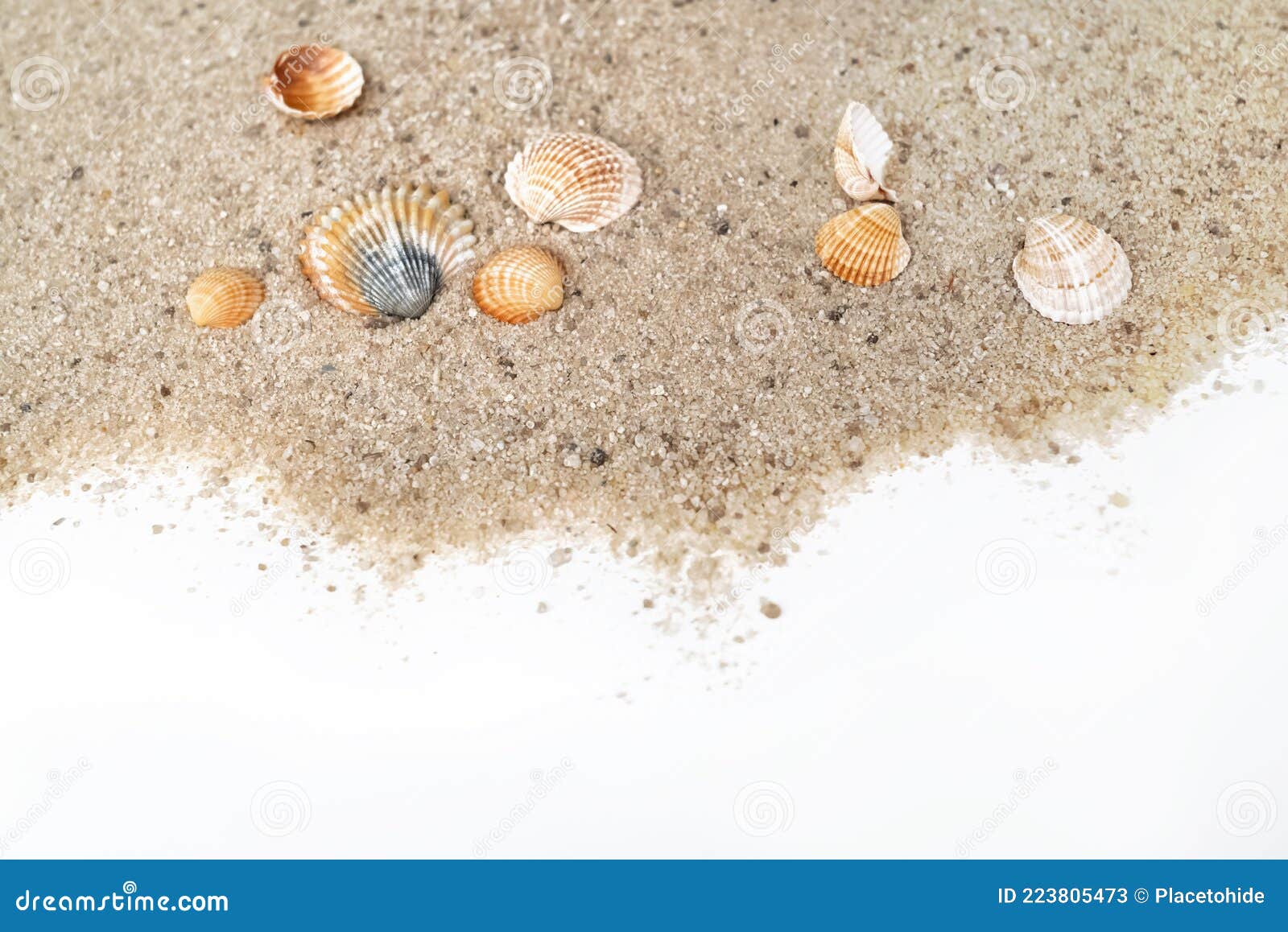 Ribbed Sea Shells Scatter on Sand Surface with Copy Space Stock Image ...
