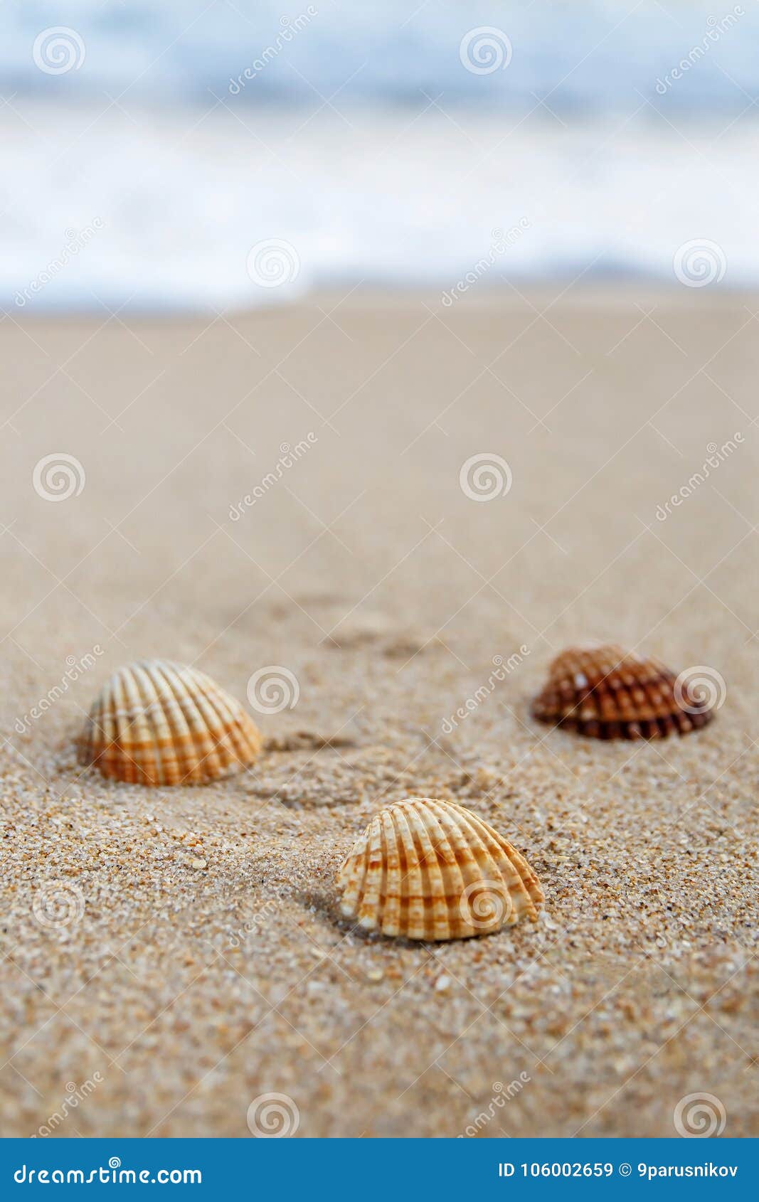 Pearl in Shell on the Beach Stock Image - Image of detail, ribbed ...