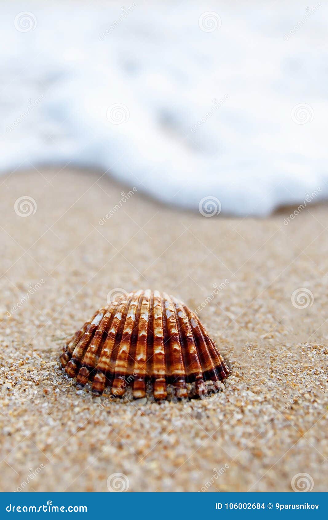 Pearl in Shell on the Beach Stock Photo - Image of back, athletic ...