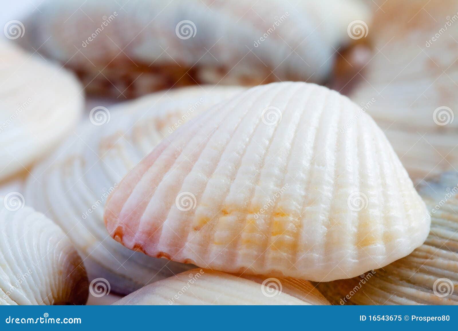 Ribbed shell heap macro stock image. Image of color, animal - 16543675