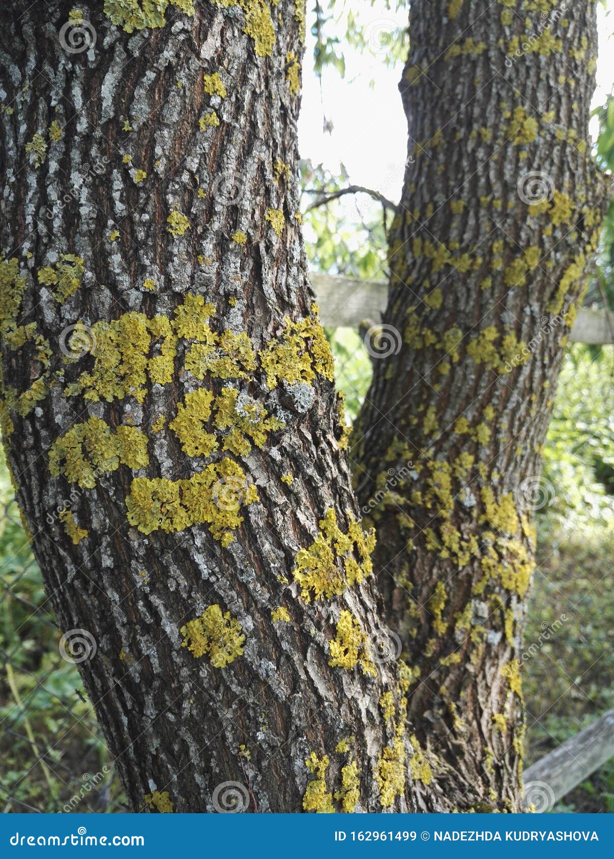 Ribbed Texture of Green Moldy Trees Stock Image - Image of trees ...